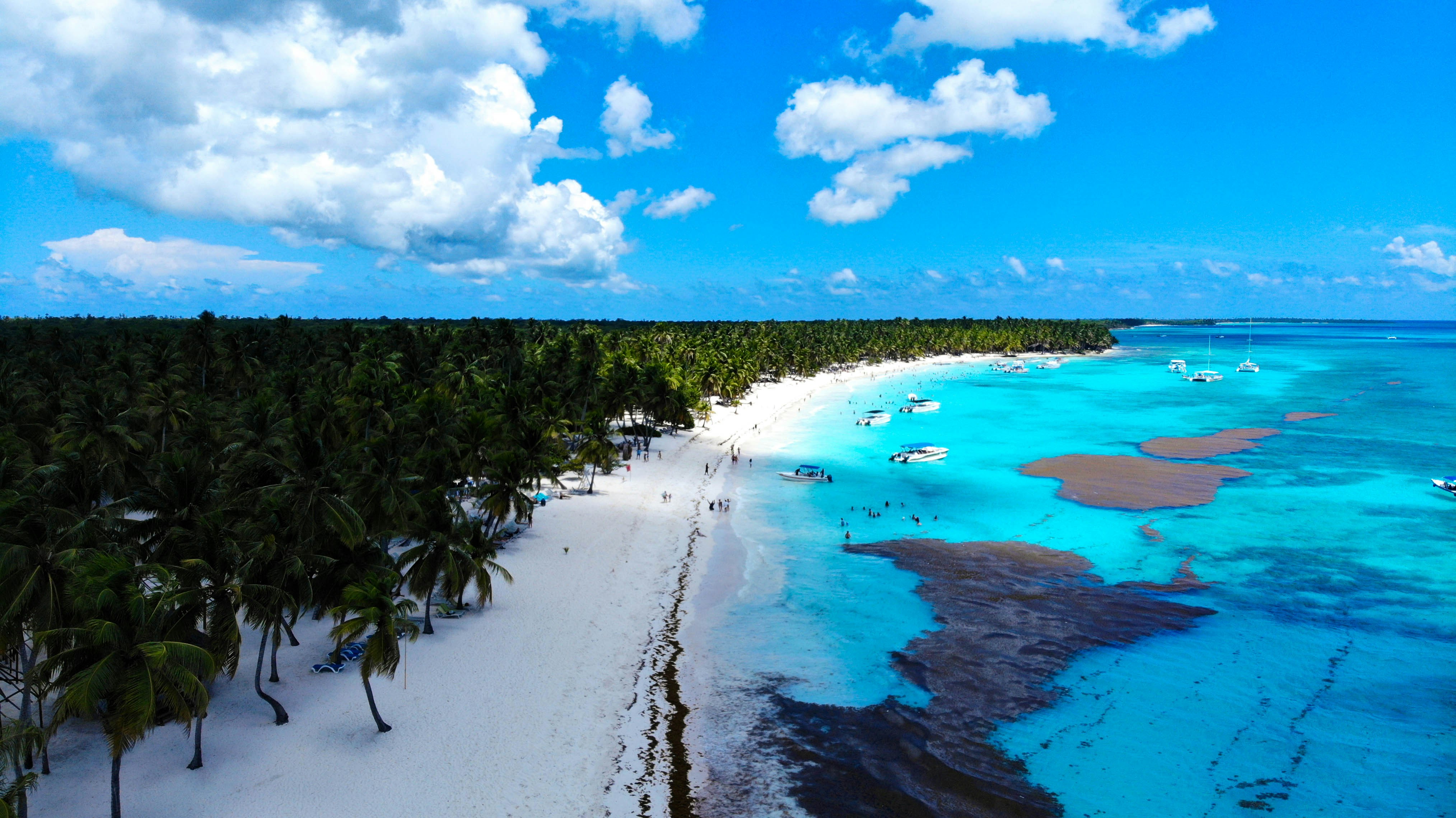 Azure Coastline: A Palm-Fringed Beach Meeting Turquoise Waters