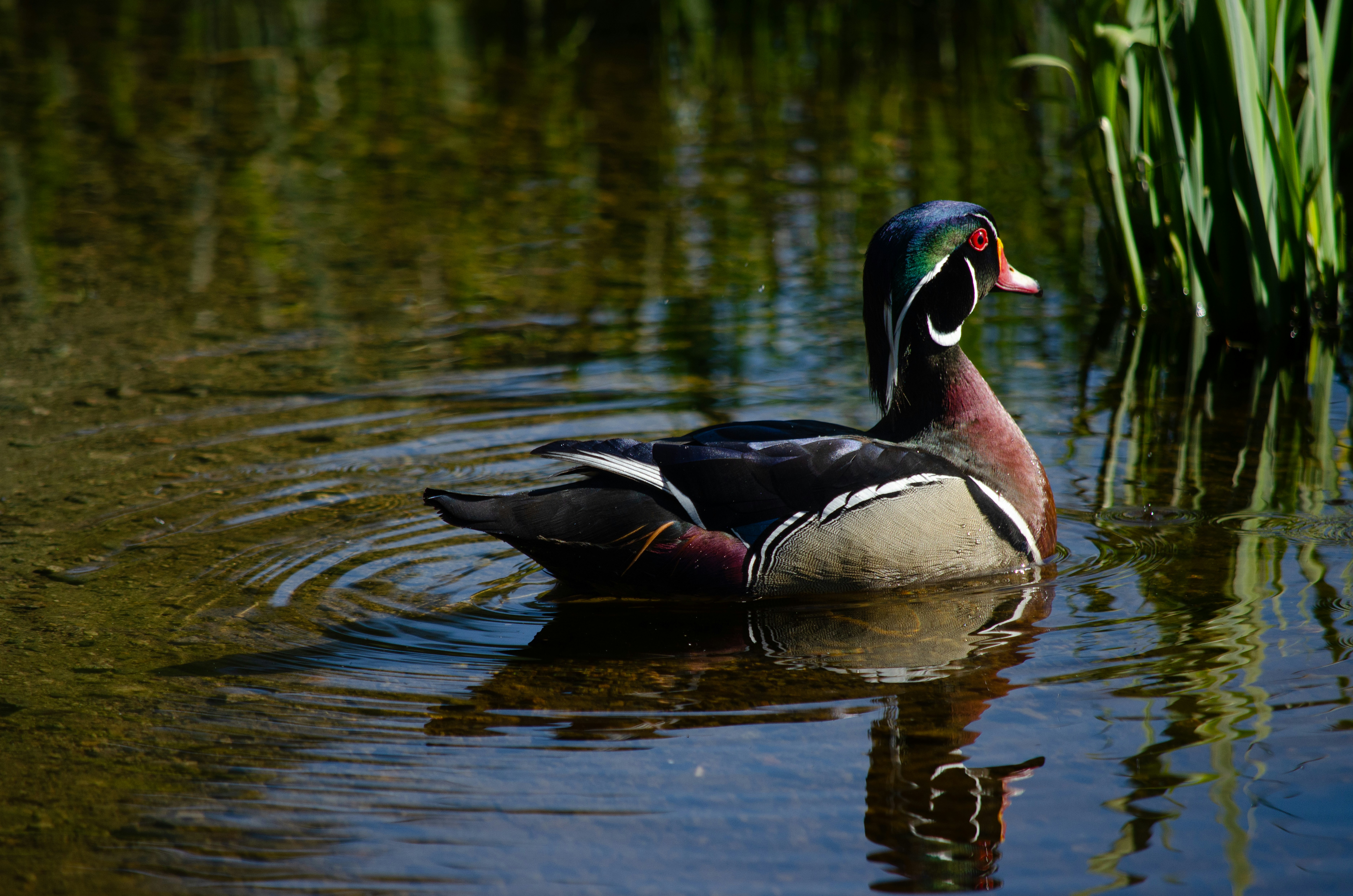 Emerald-eyed Duck in Quiet Reflective Pond