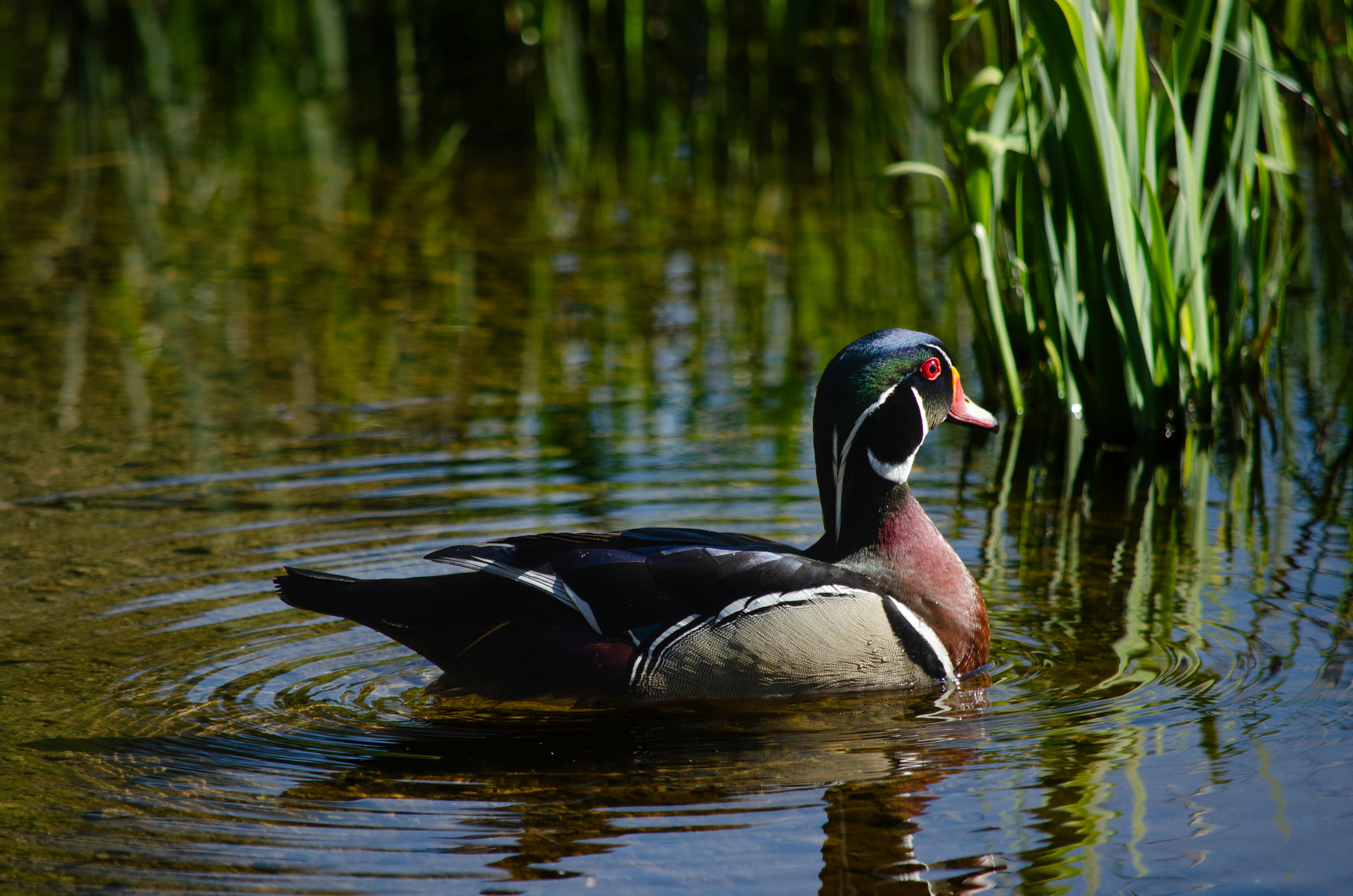 Broadside Mallard in Reflective Pond Amid Reeds