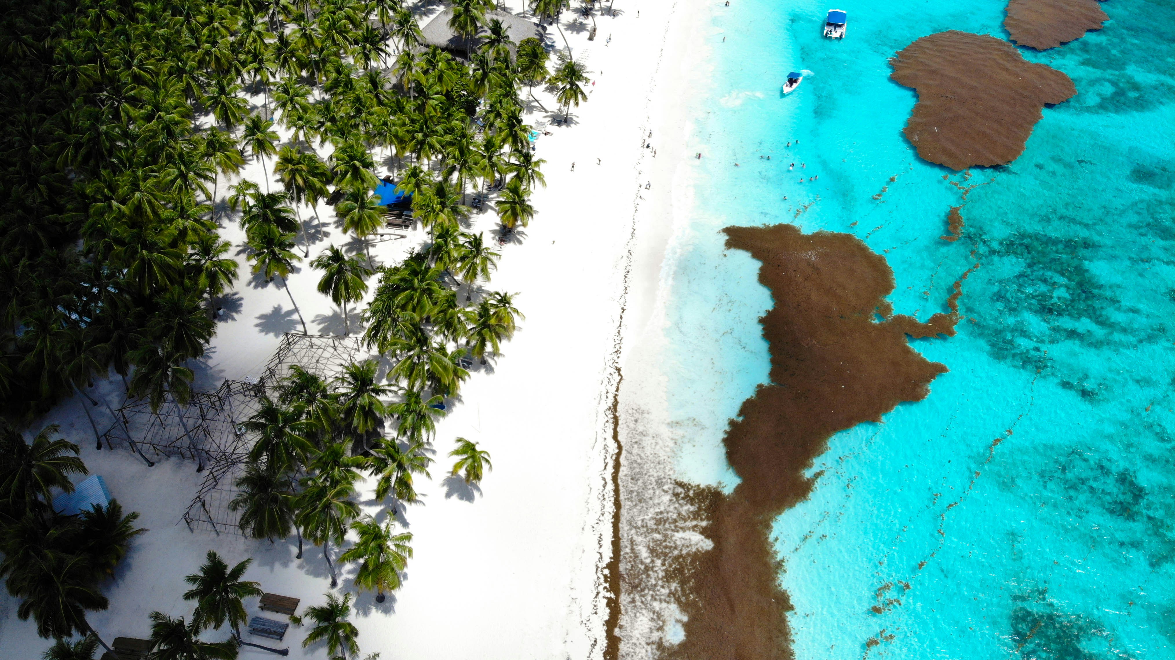 Emerald Coastline: Palm Shade Meets Turquoise Seas from Above