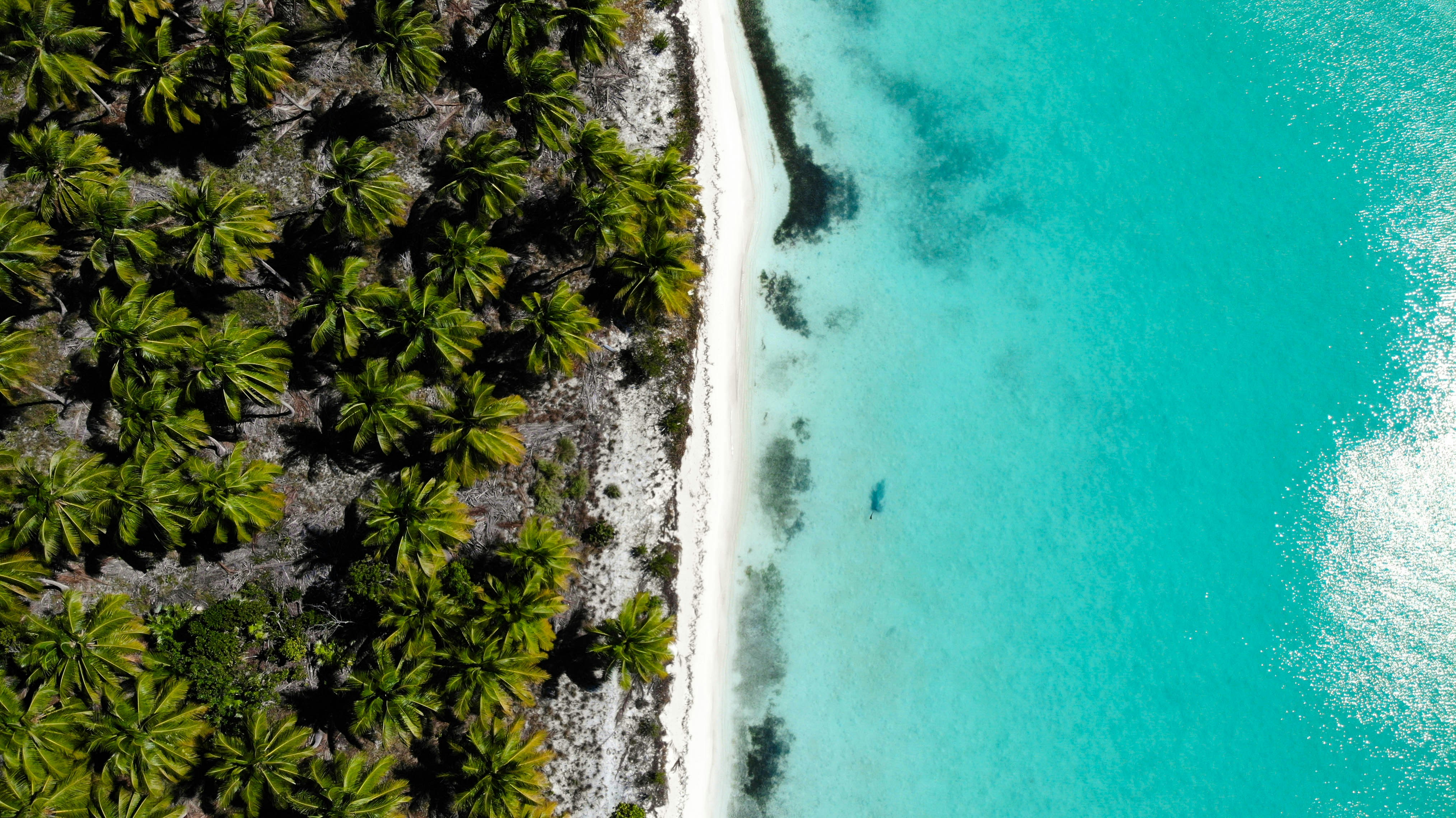 Turquoise Ribbon: A Palm-Fringed Shore from Above