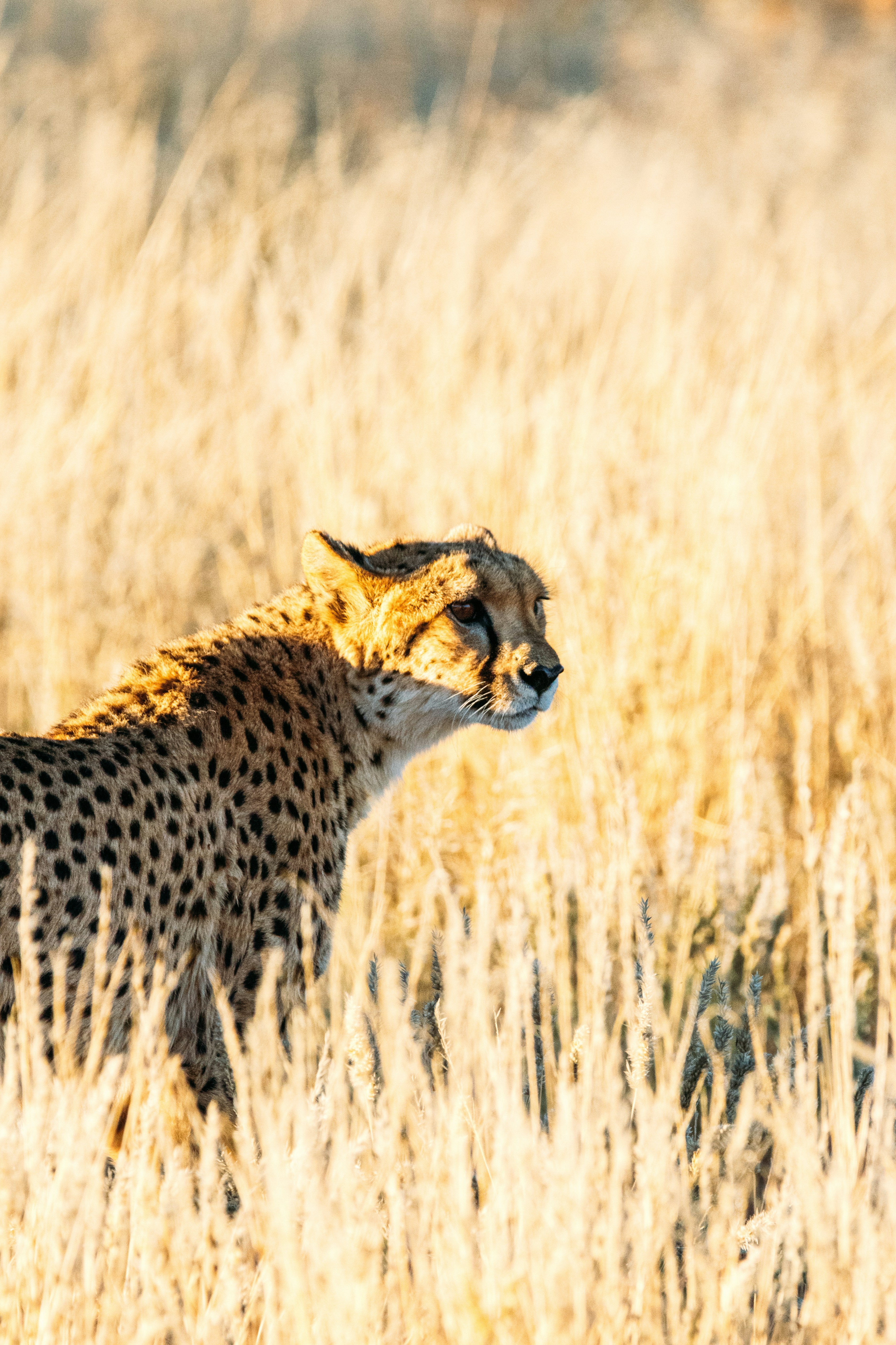 A cheetah walks through golden dry grass in the savanna.
