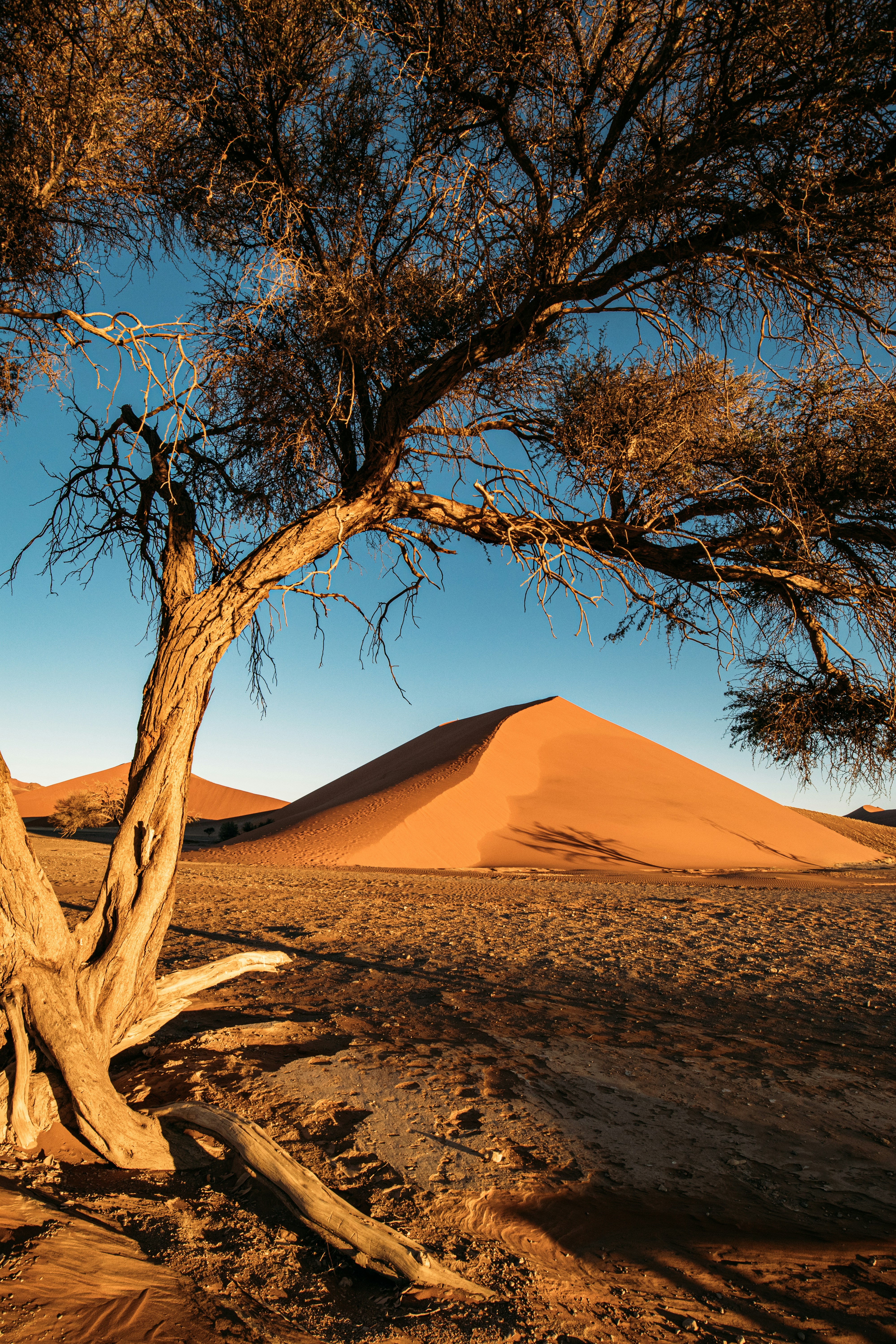 Desert Sentinel: The Wind-Worn Pyramid Beneath an Ancient Tree