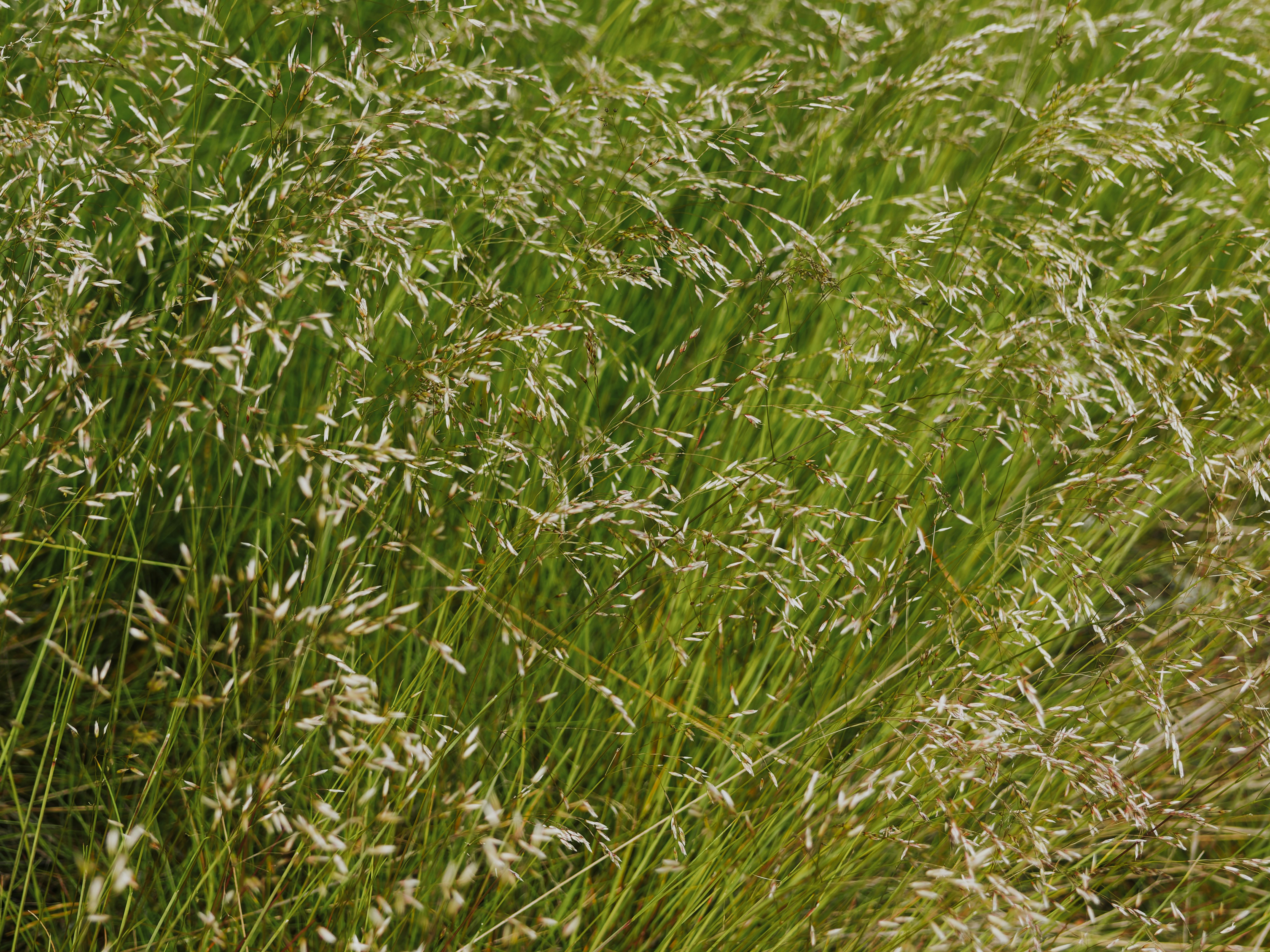 Field of Whispering Grasses Under Soft Sun