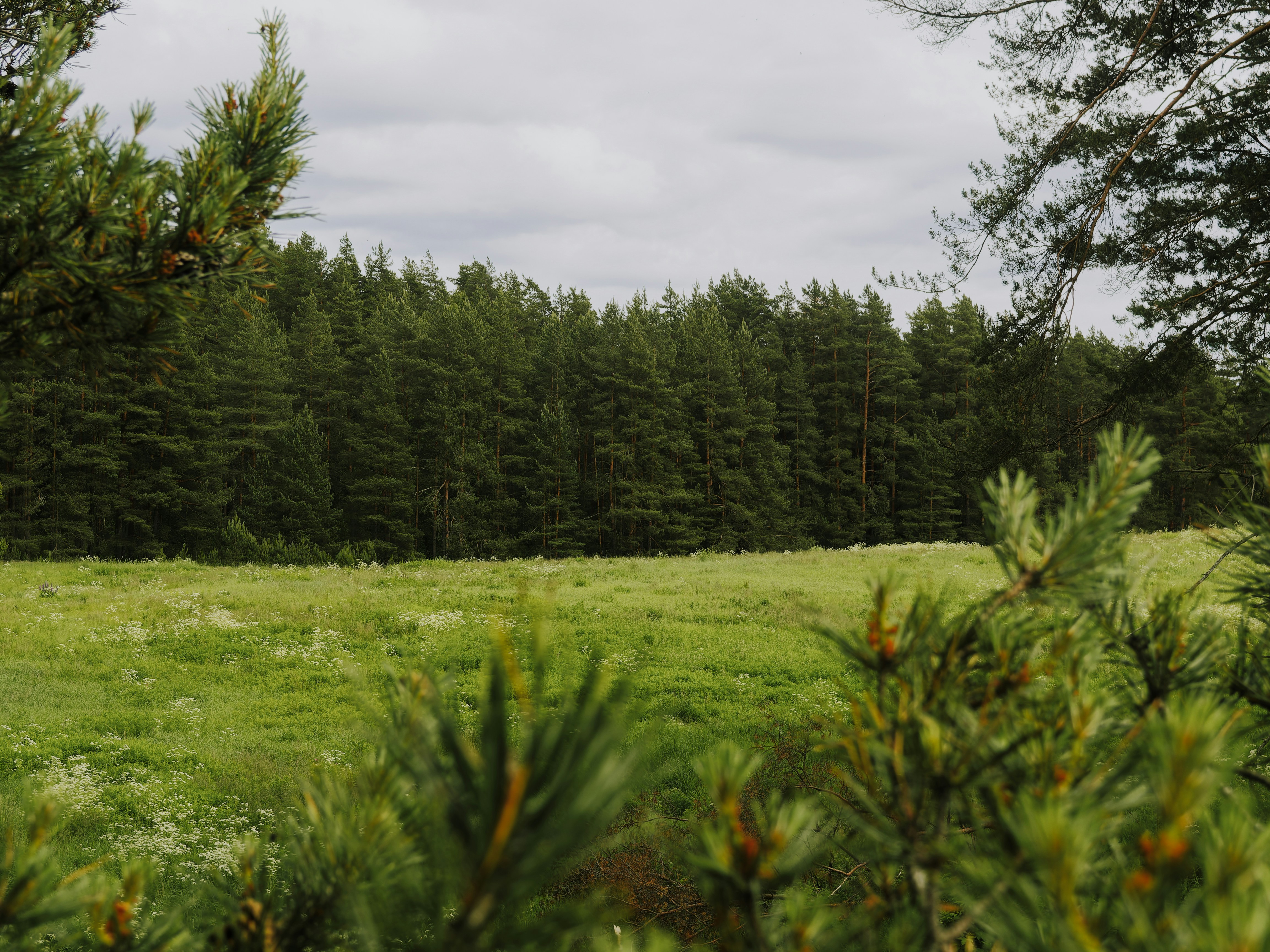 Emerald Field Edges: Pine Forest Fringe