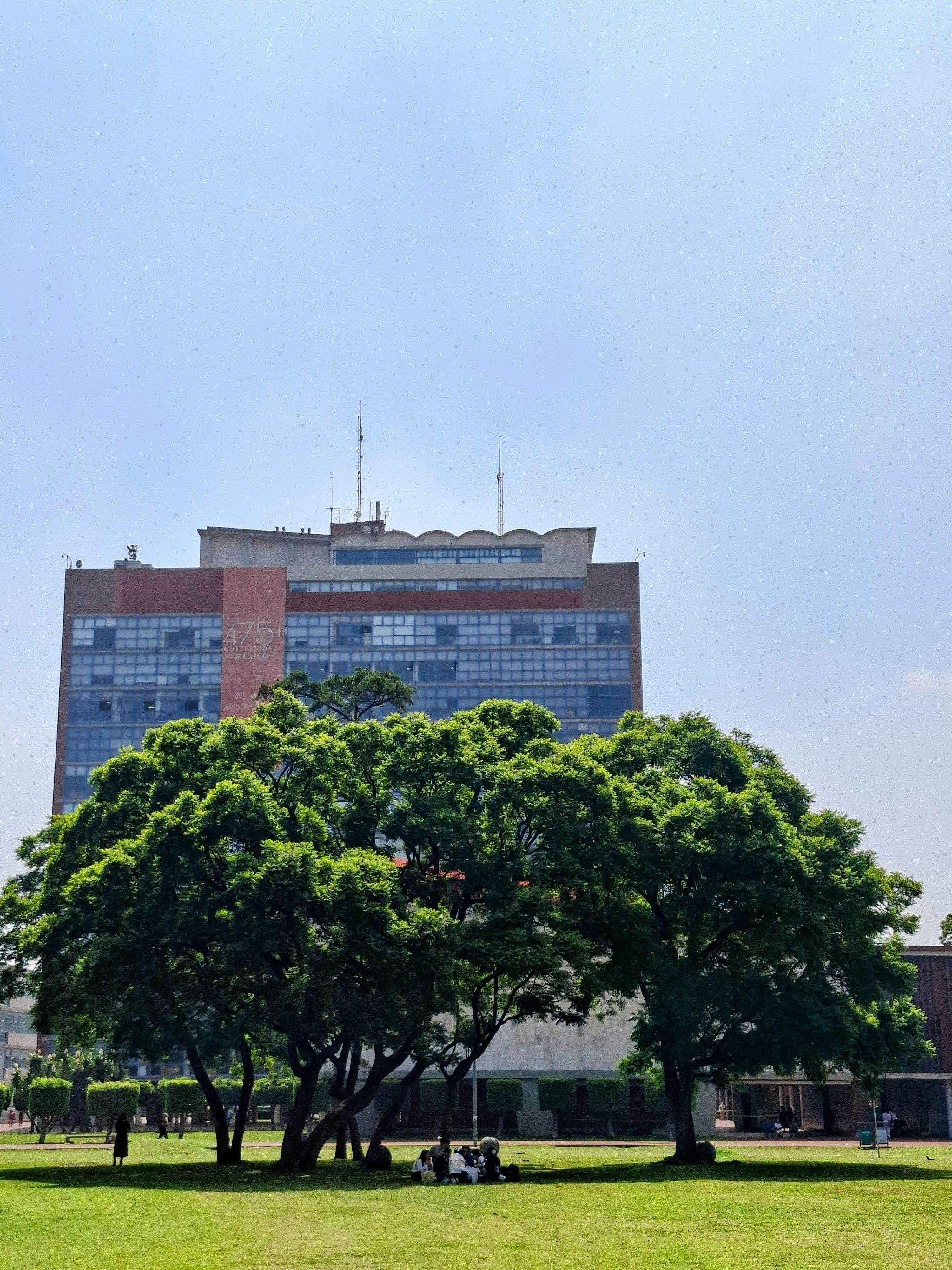 Green Canopy Over the City: A Quiet Campus Moment