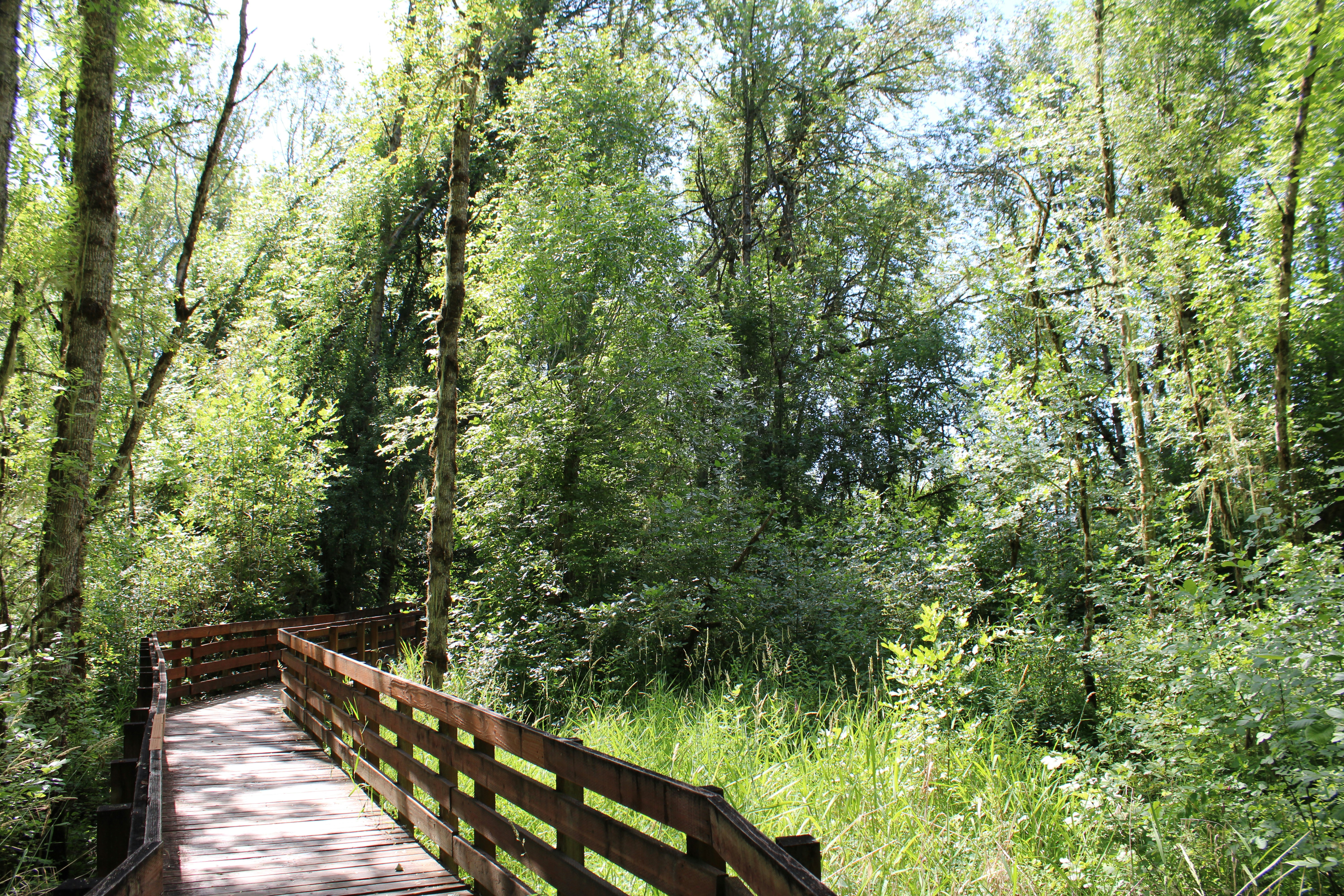 Sunlit Boardwalk Through a Quiet Forest Corridor