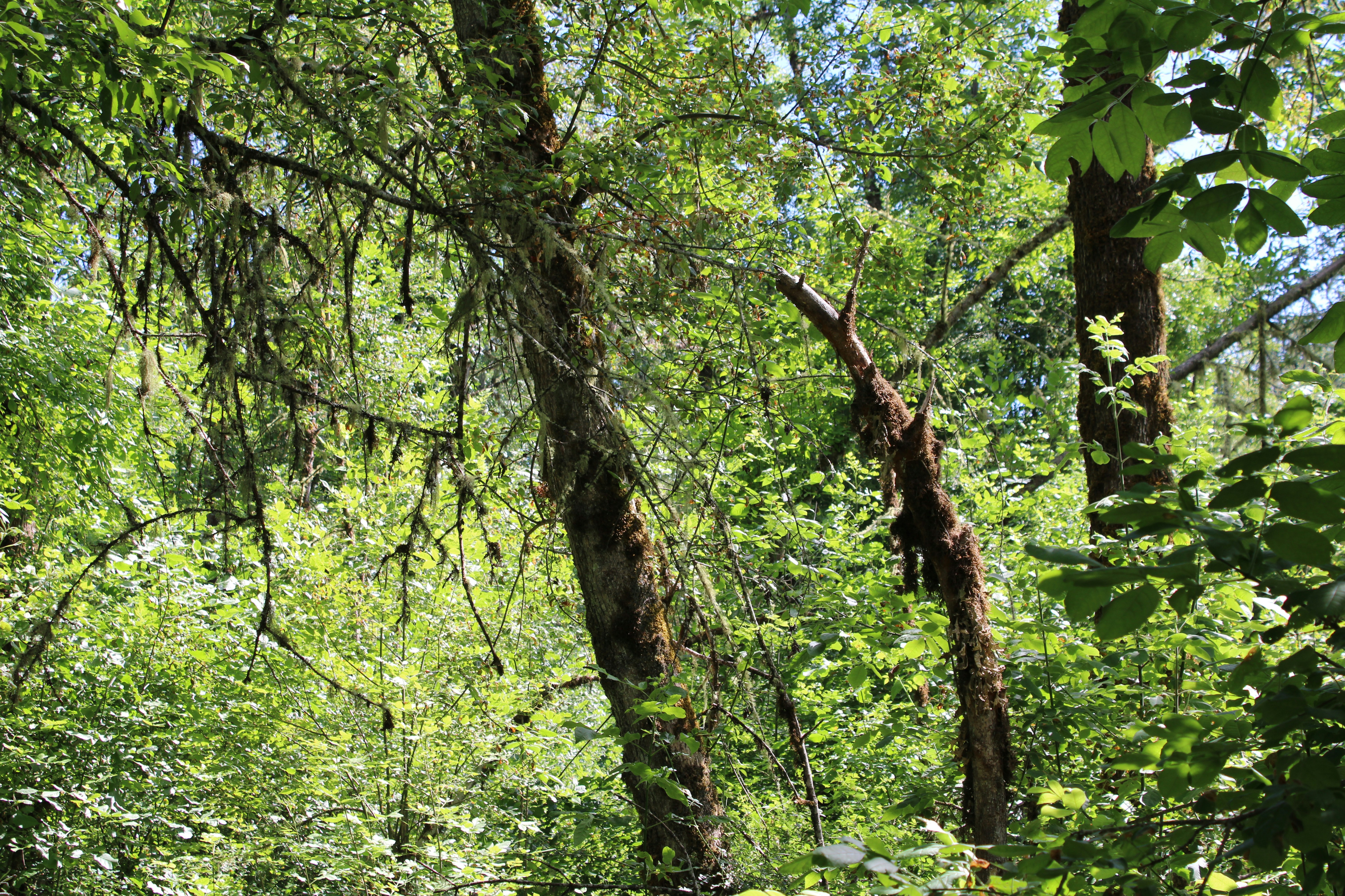 Sunlit Forest Vines and Tree Trunks