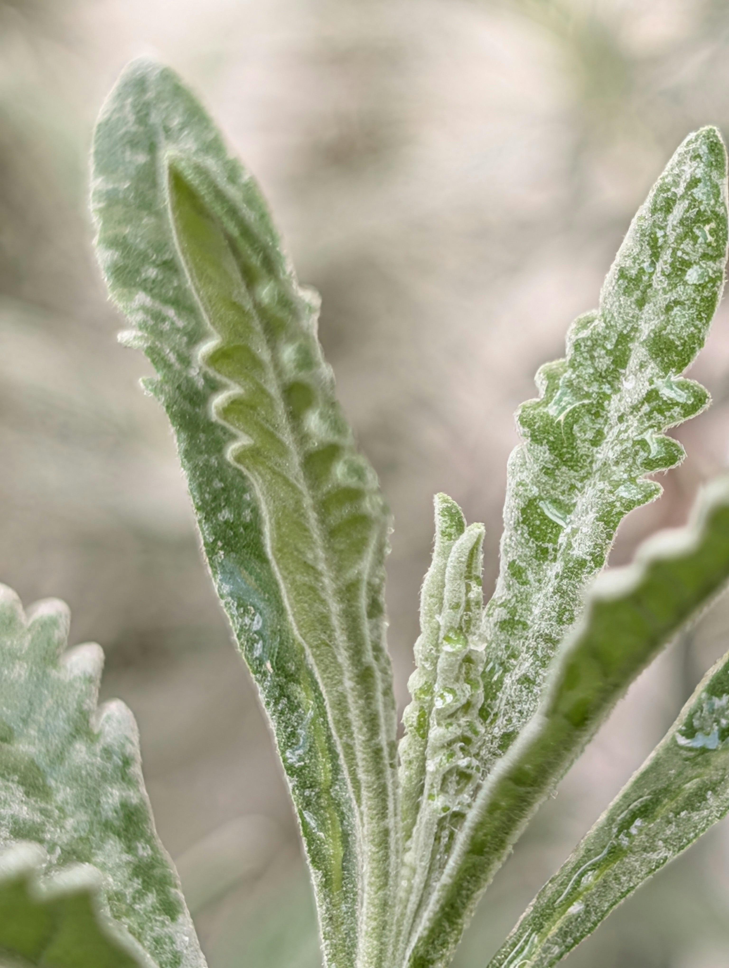 Frosted Green Foliage: Close-Up of Velvet-Skinned Leaves