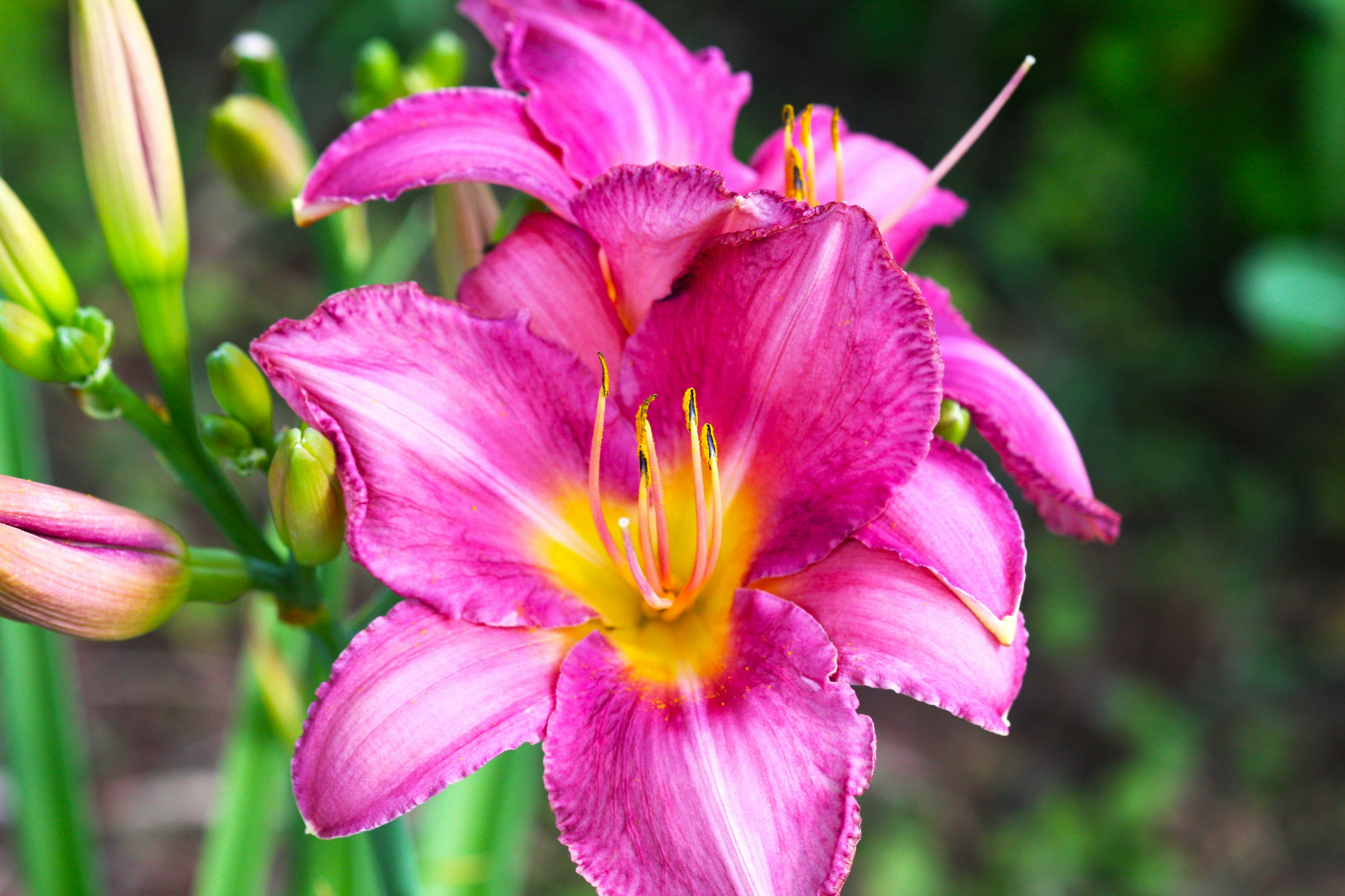 Vivid Pink Daylily Close-Up with Sunlit Petals
