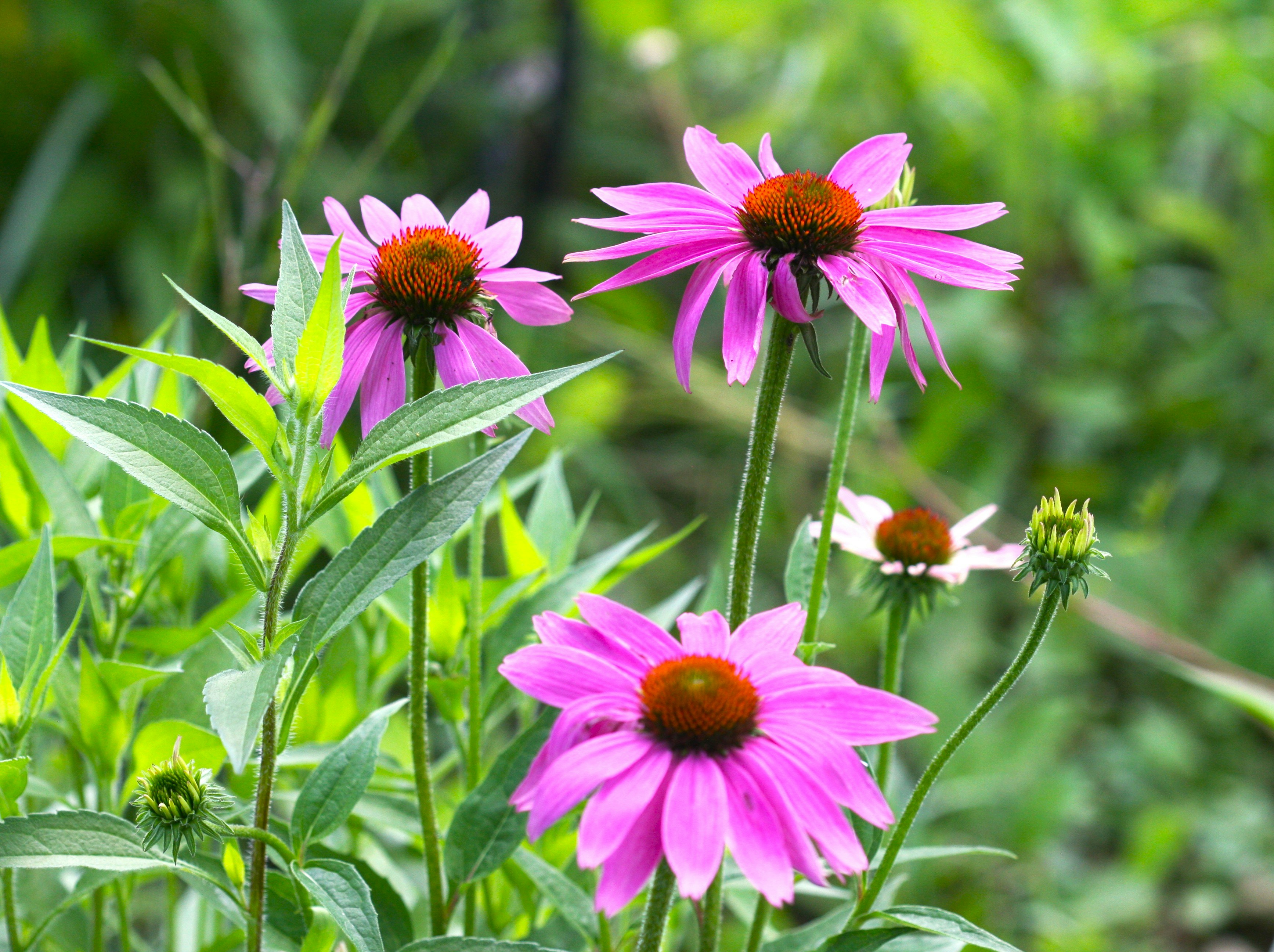 Bright pink coneflowers with orange centers rise among green foliage in a sunlit garden.