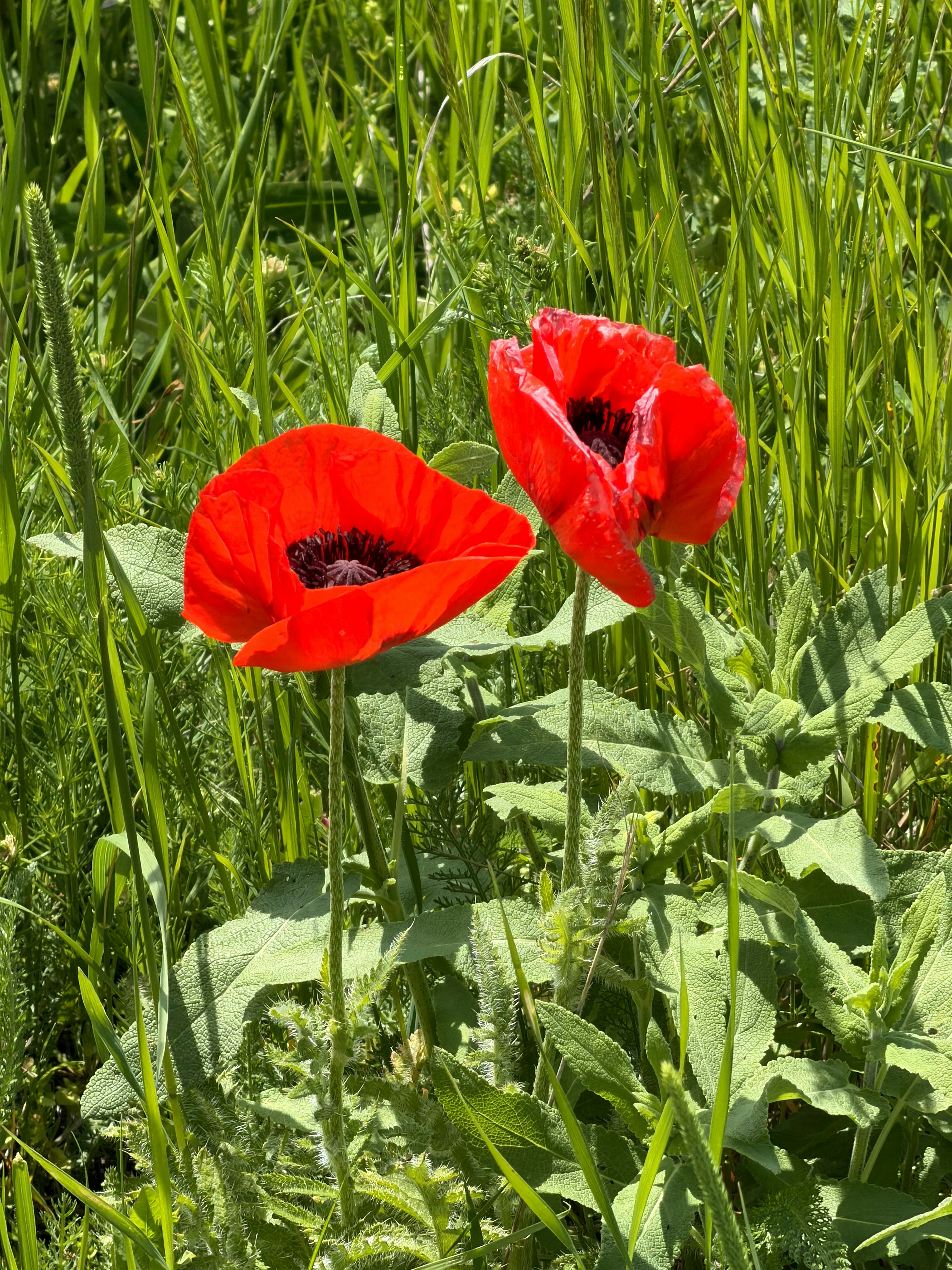 Two Scarlet Poppies Break Through a Sea of Green