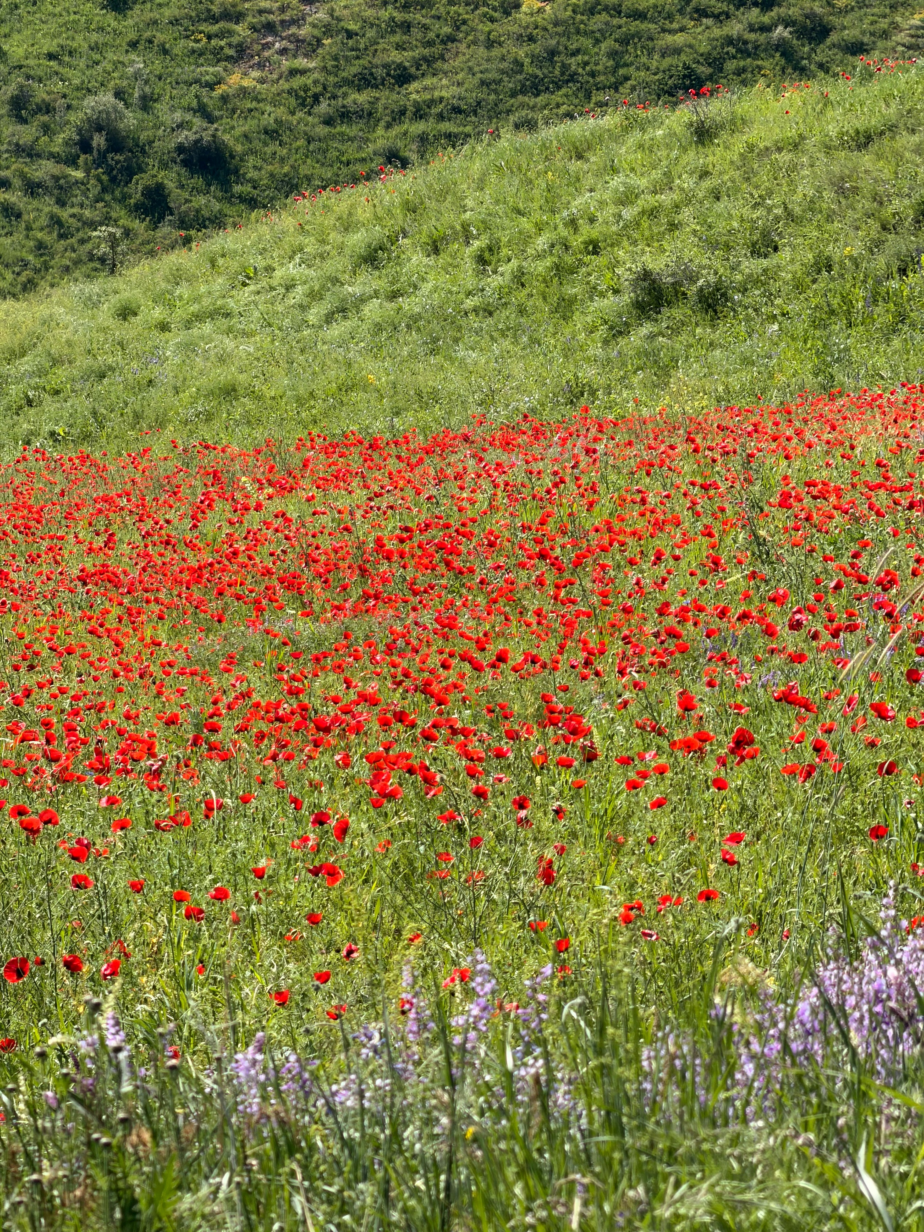 Sea of Red: A Hill Wildflower Blanket under Spring Light