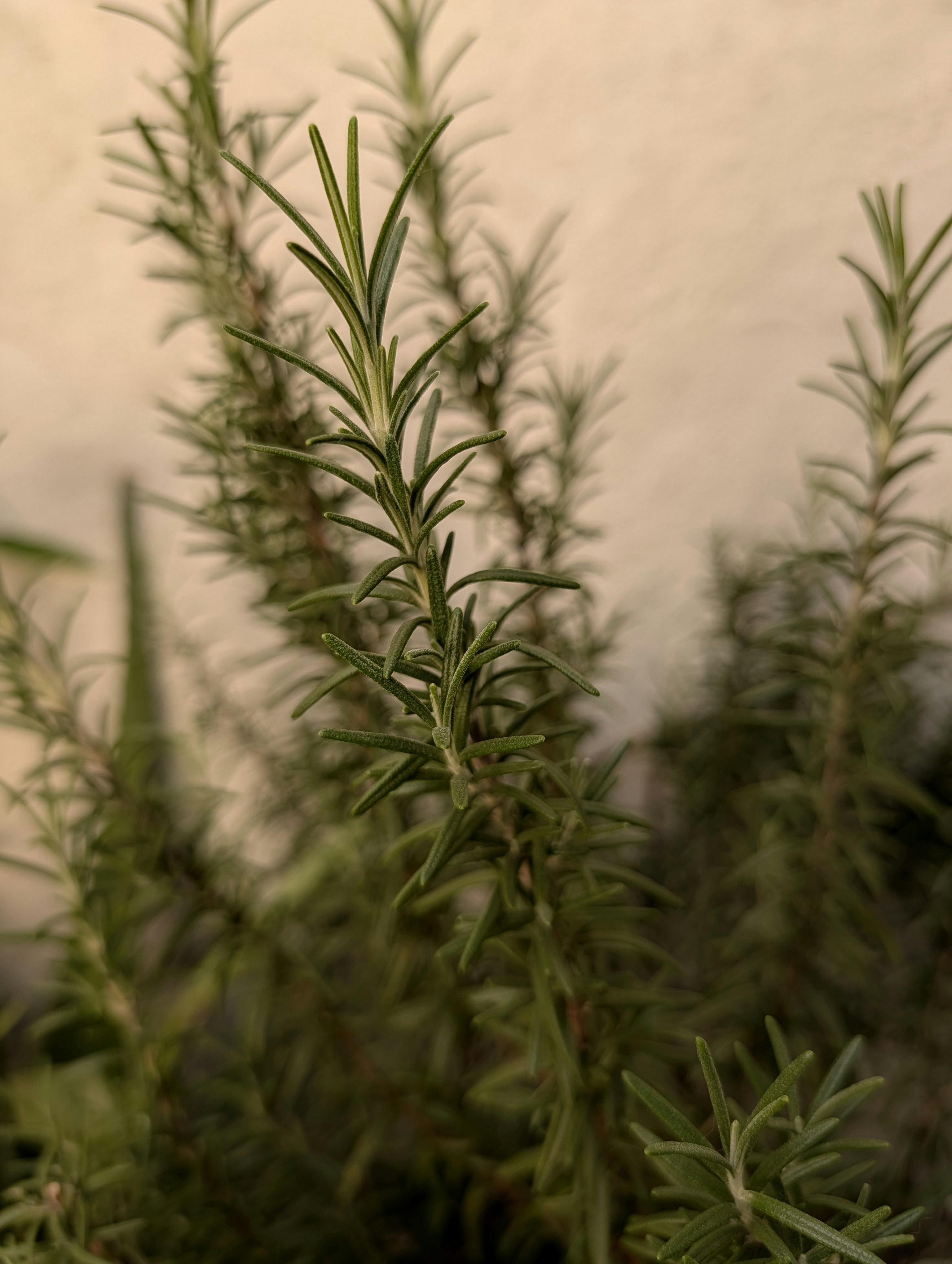 Rosemary