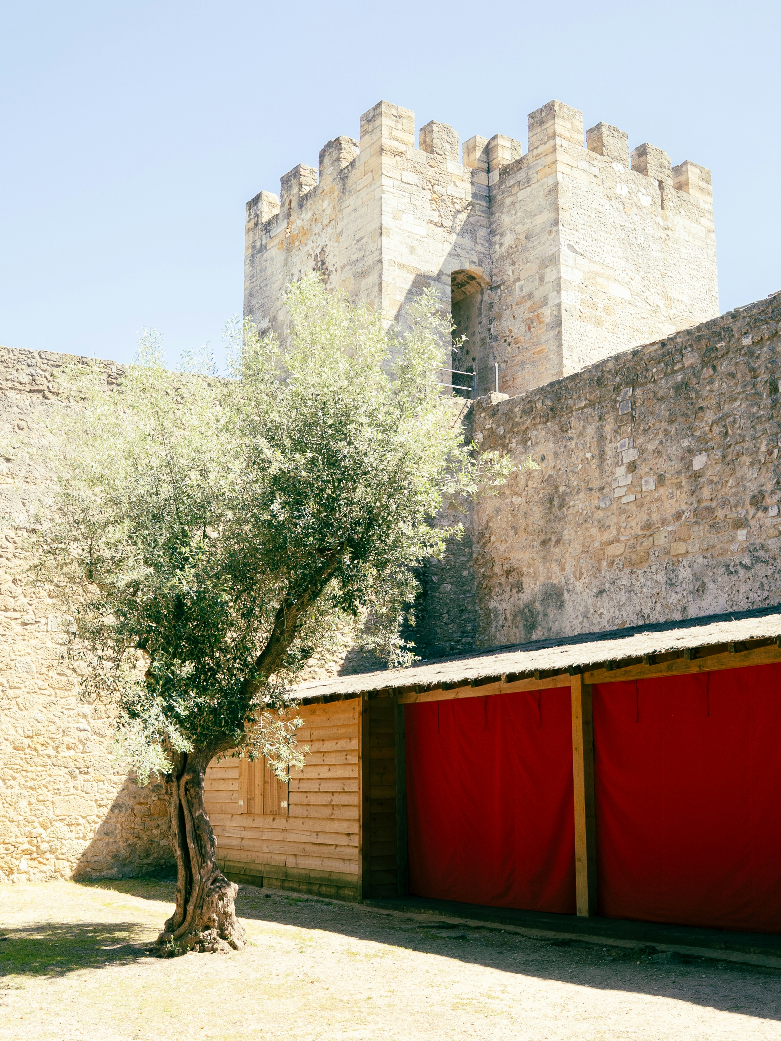 Olive Stands Beneath Aerial Walls