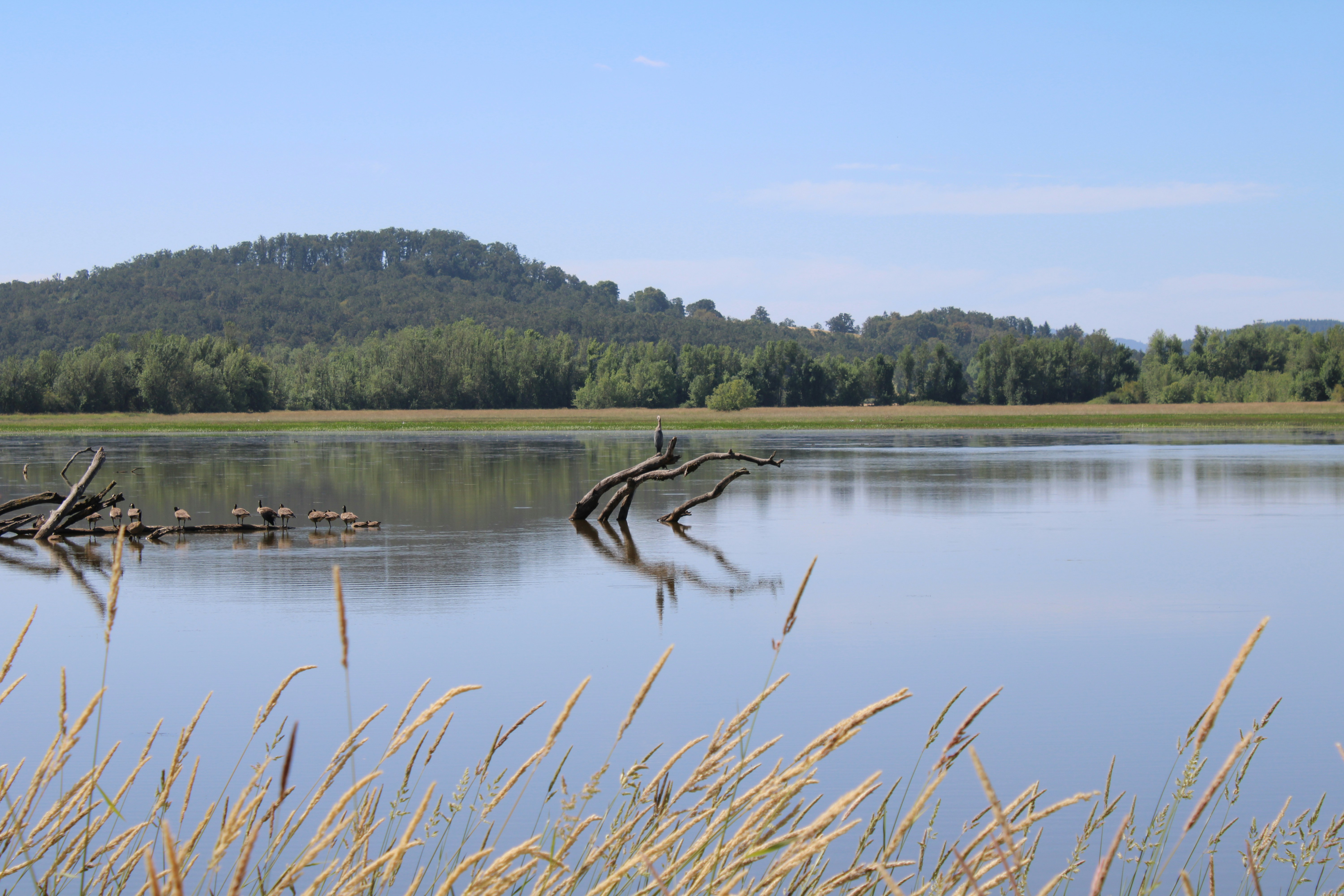 A landscape photograph capturing a serene wetland lake under a bright blue sky. Tall, golden wild grasses frame the foreground, while the calm, glass-like water reflects a forested hill in the background, a row of Canada geese resting along a half-submerged log, and a solitary great blue heron perched on a separate branch of weathered driftwood.