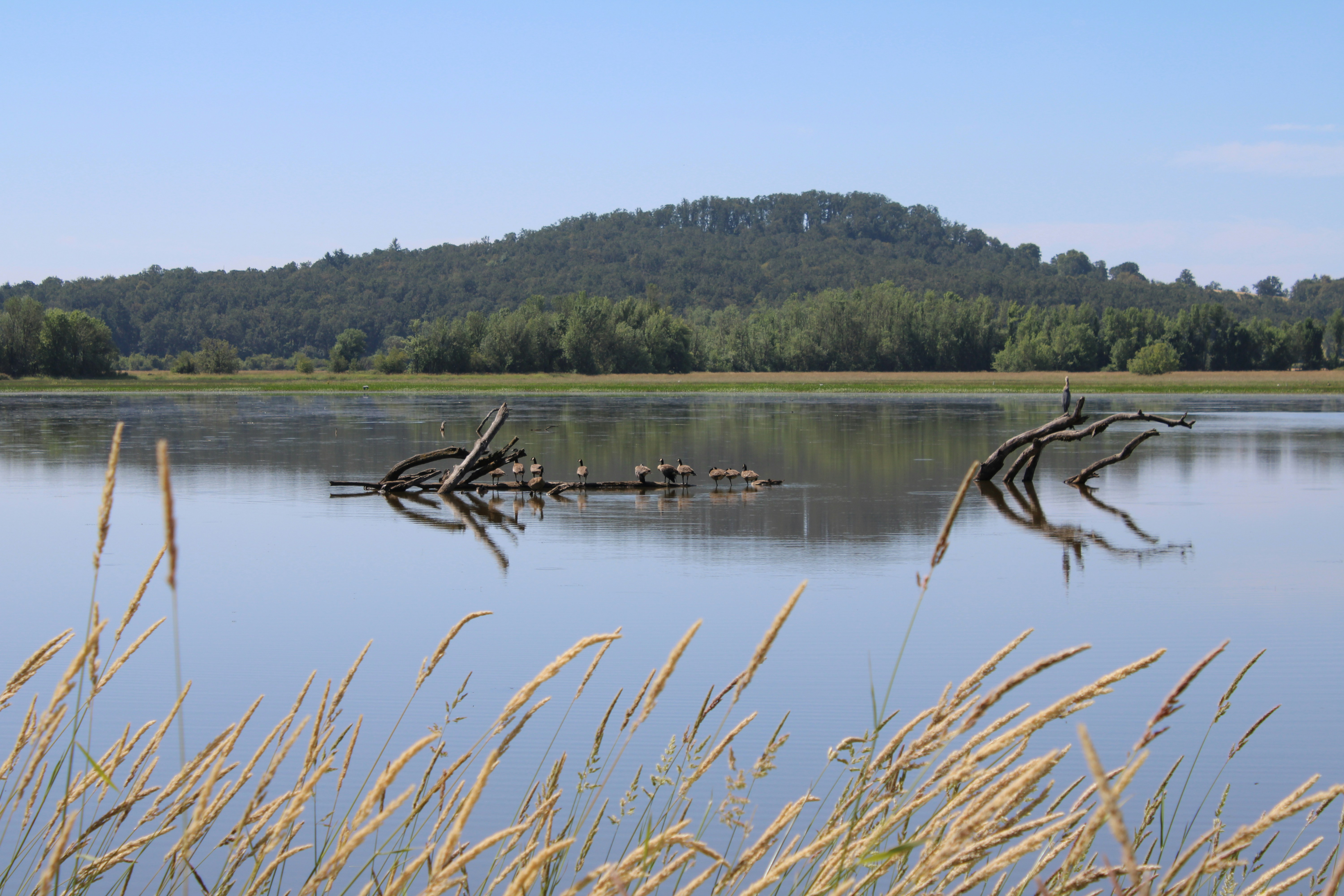 Calm Lake Rim with Reeds Framing a Distant Forest