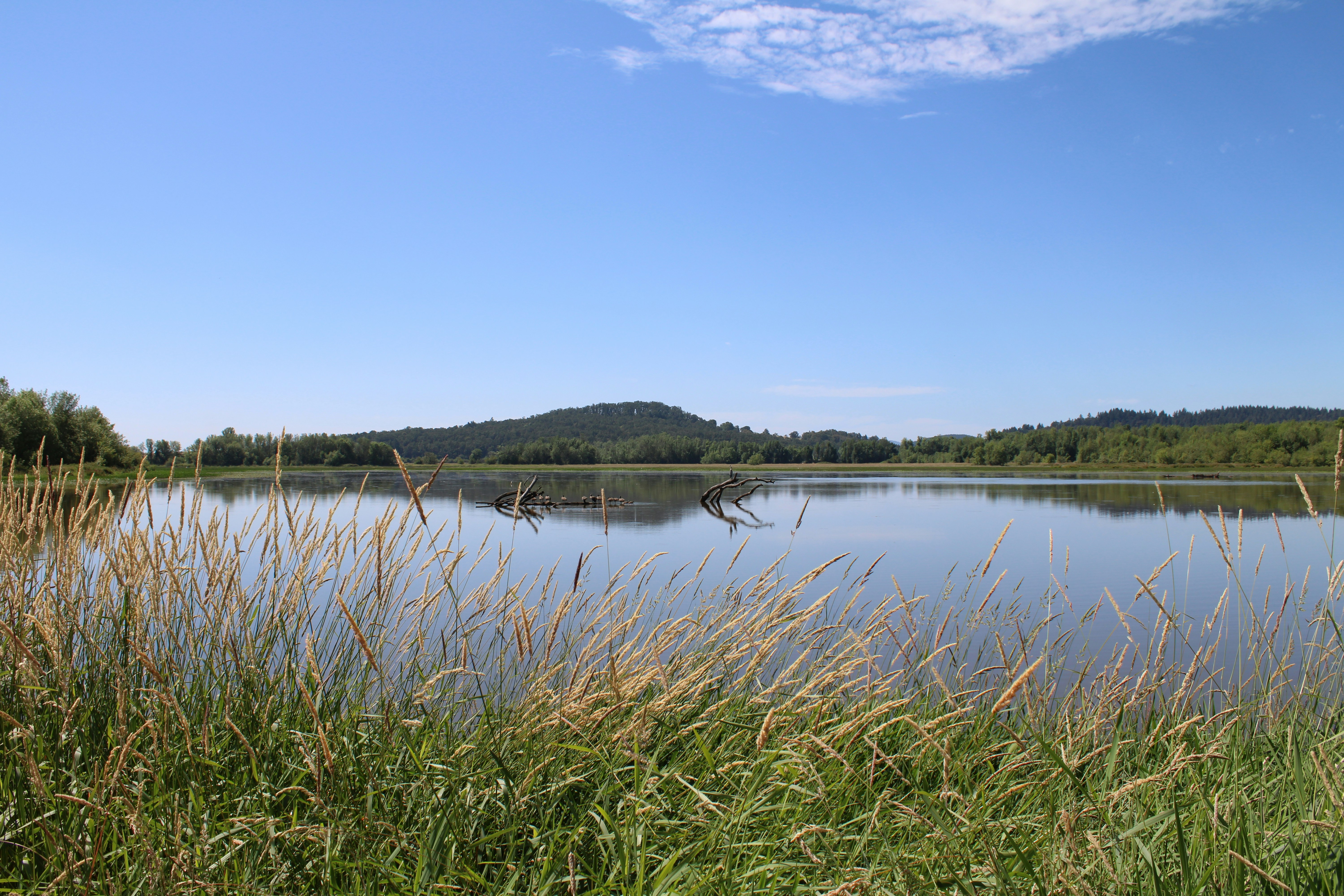Serene Lake Vista: Golden Grasses Framing a Quiet Horizon