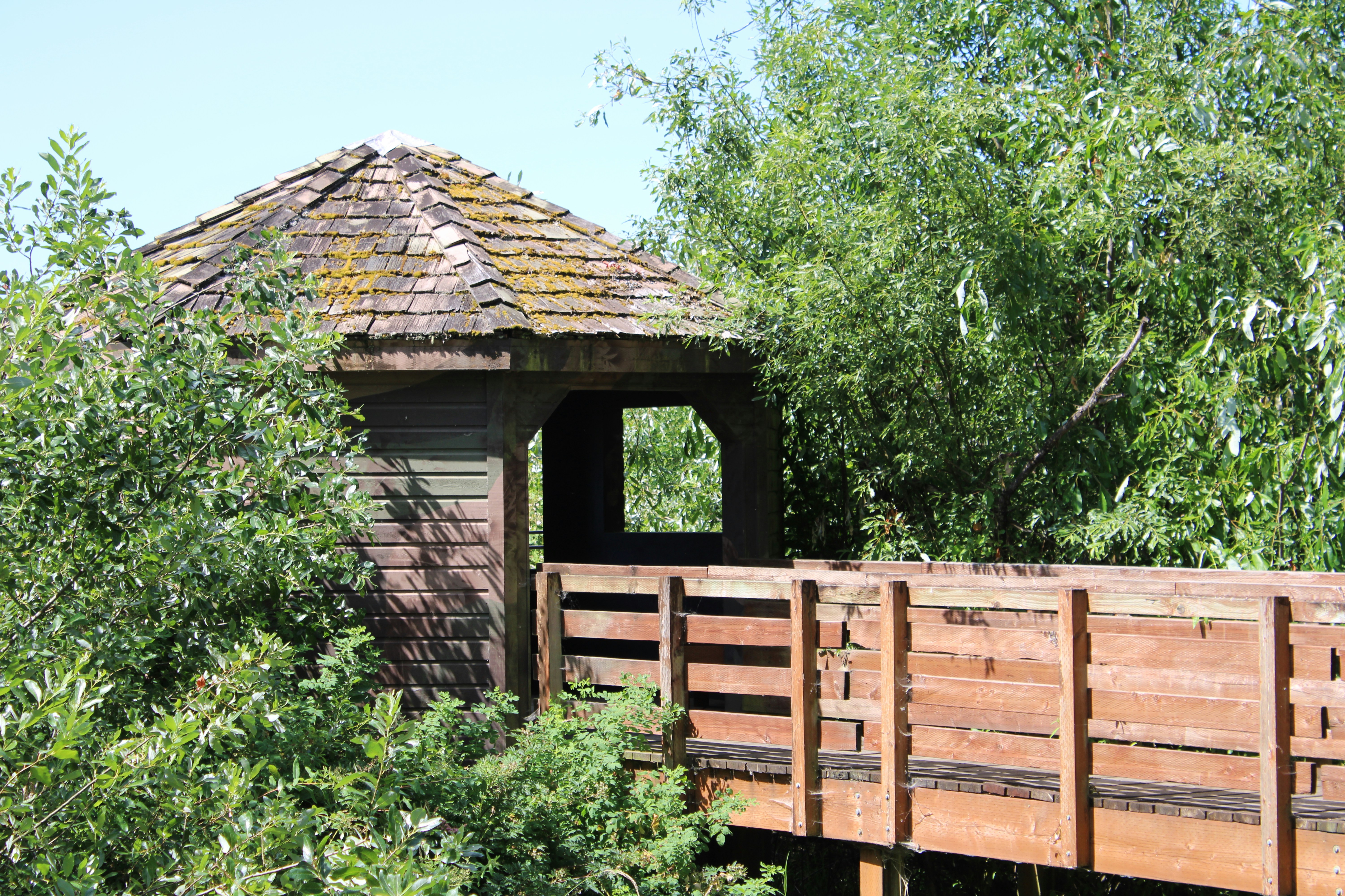 Overgrown Shelter: Wooden Walkway Framed by Lush Greenery