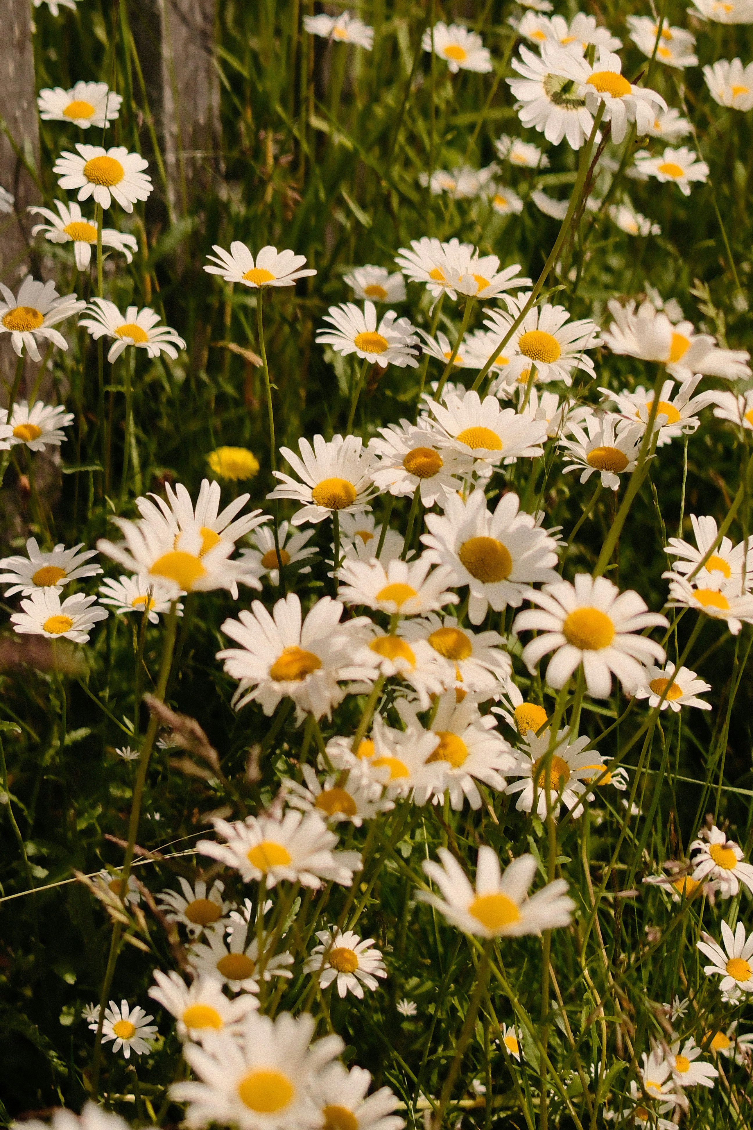 Field of White Daisies Under Warm Sunlight