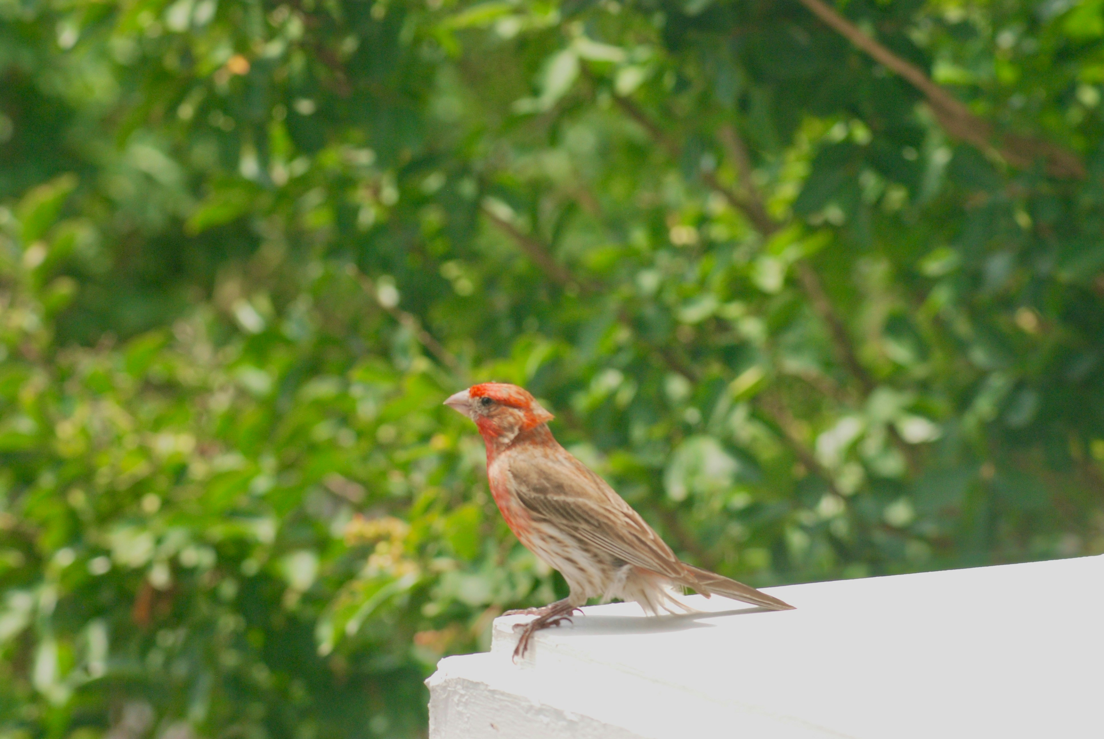 Crimson-headed Songbird Perches on White Edge