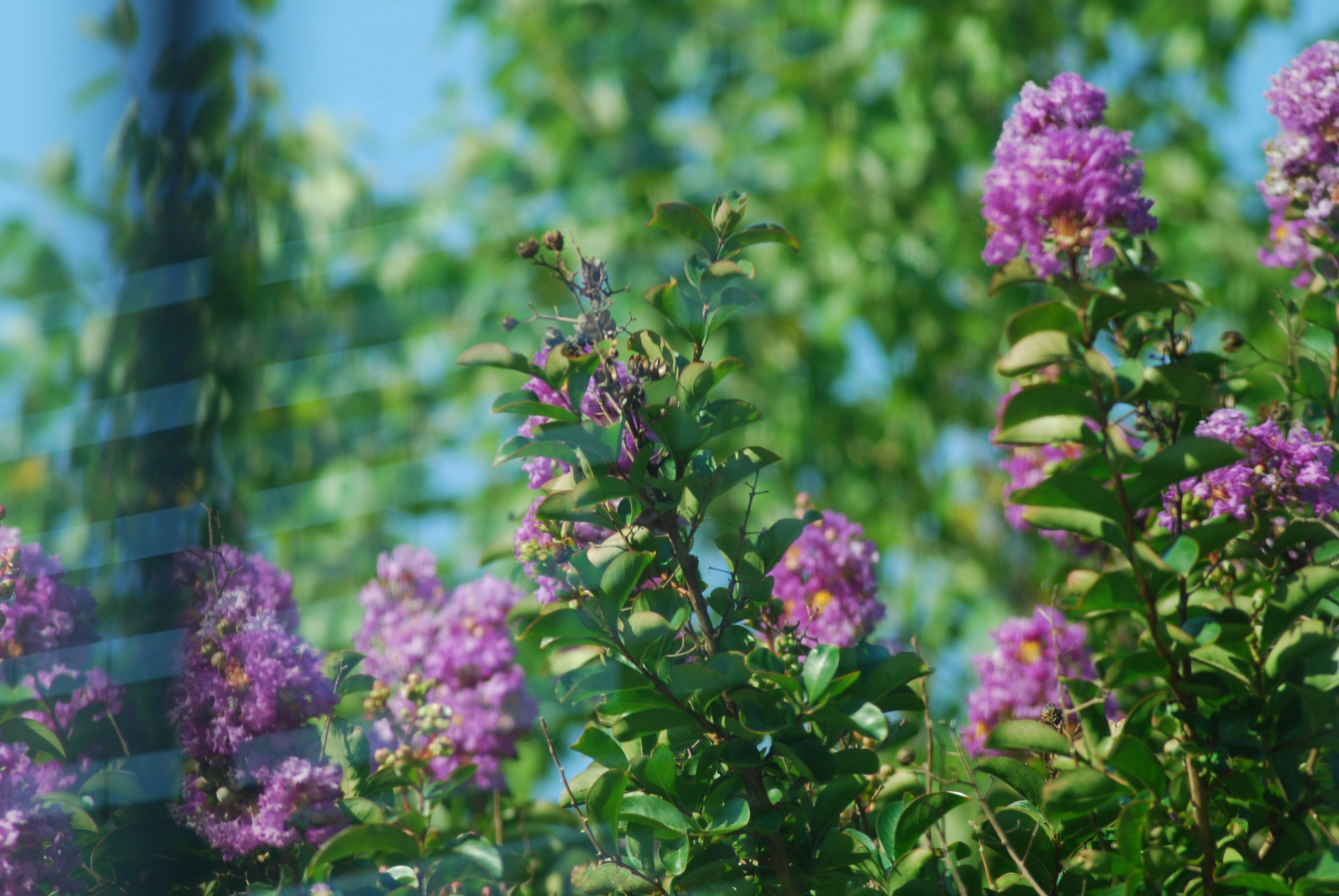 Lilac‑green Veil: blossoms amid garden light