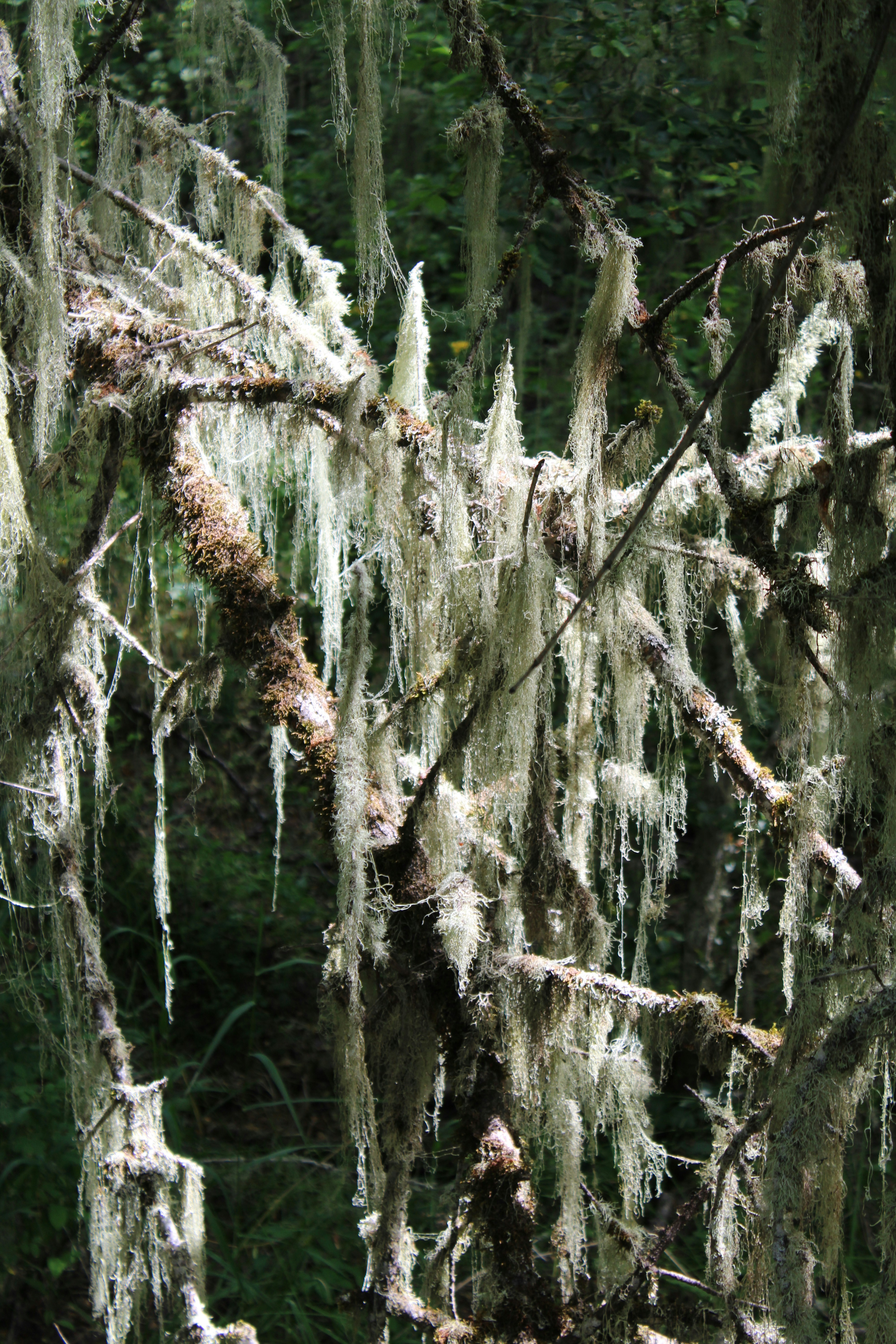Moss-Cashed Branches in a Quiet Fern-Dark Forest