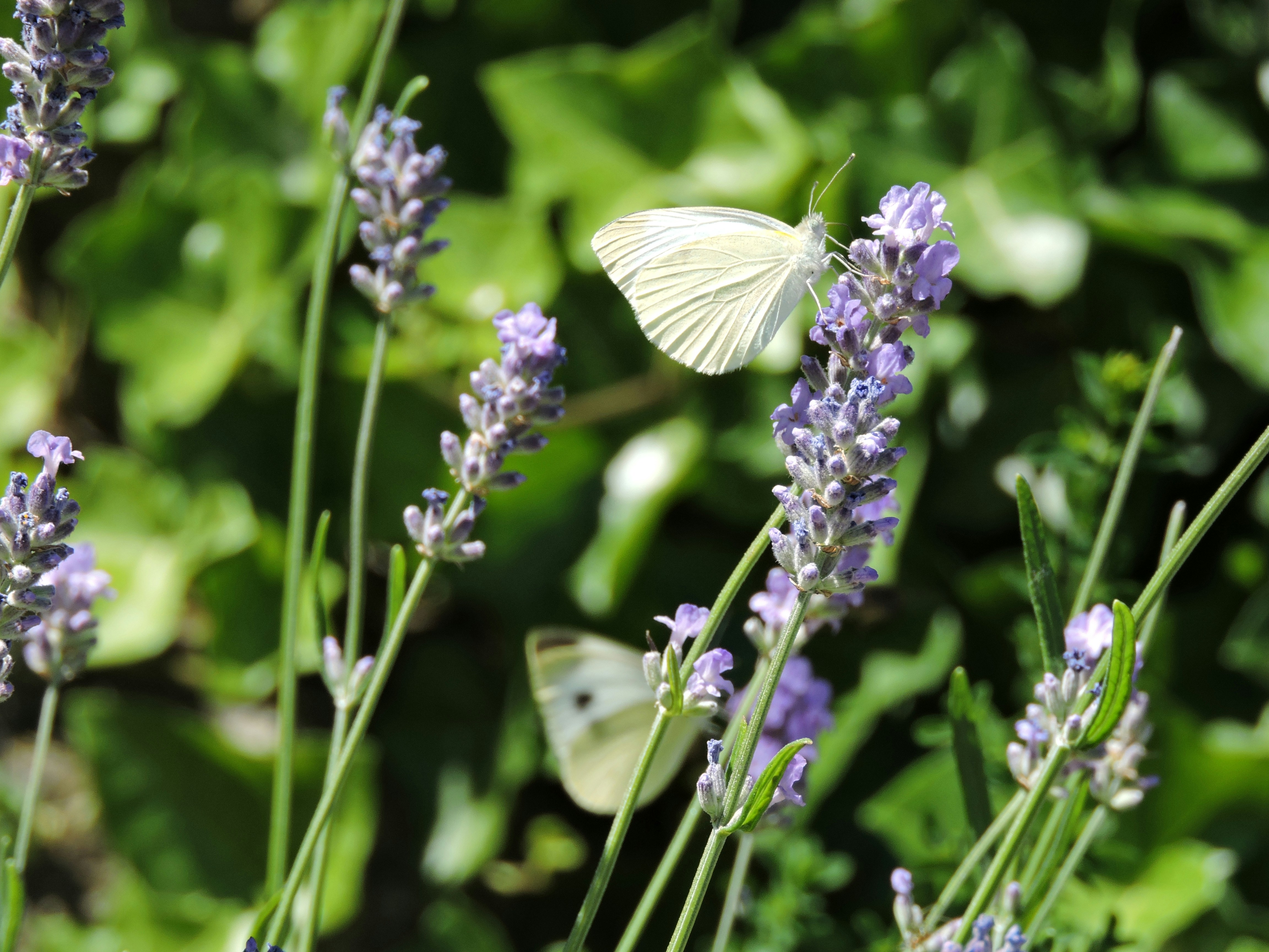 White butterfly on lavender stalks in sunlit garden