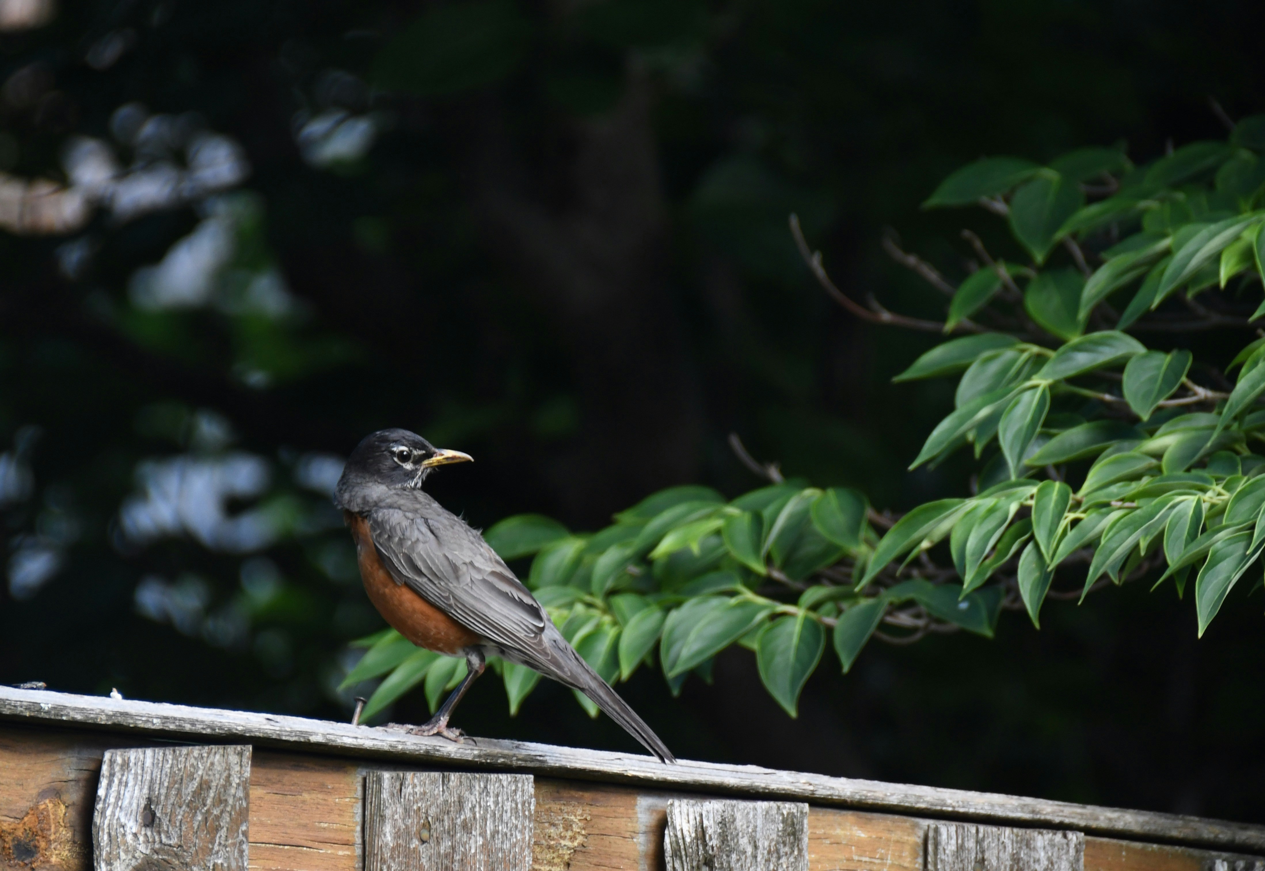 Scarlet-tinged Songbird on Weathered Timber