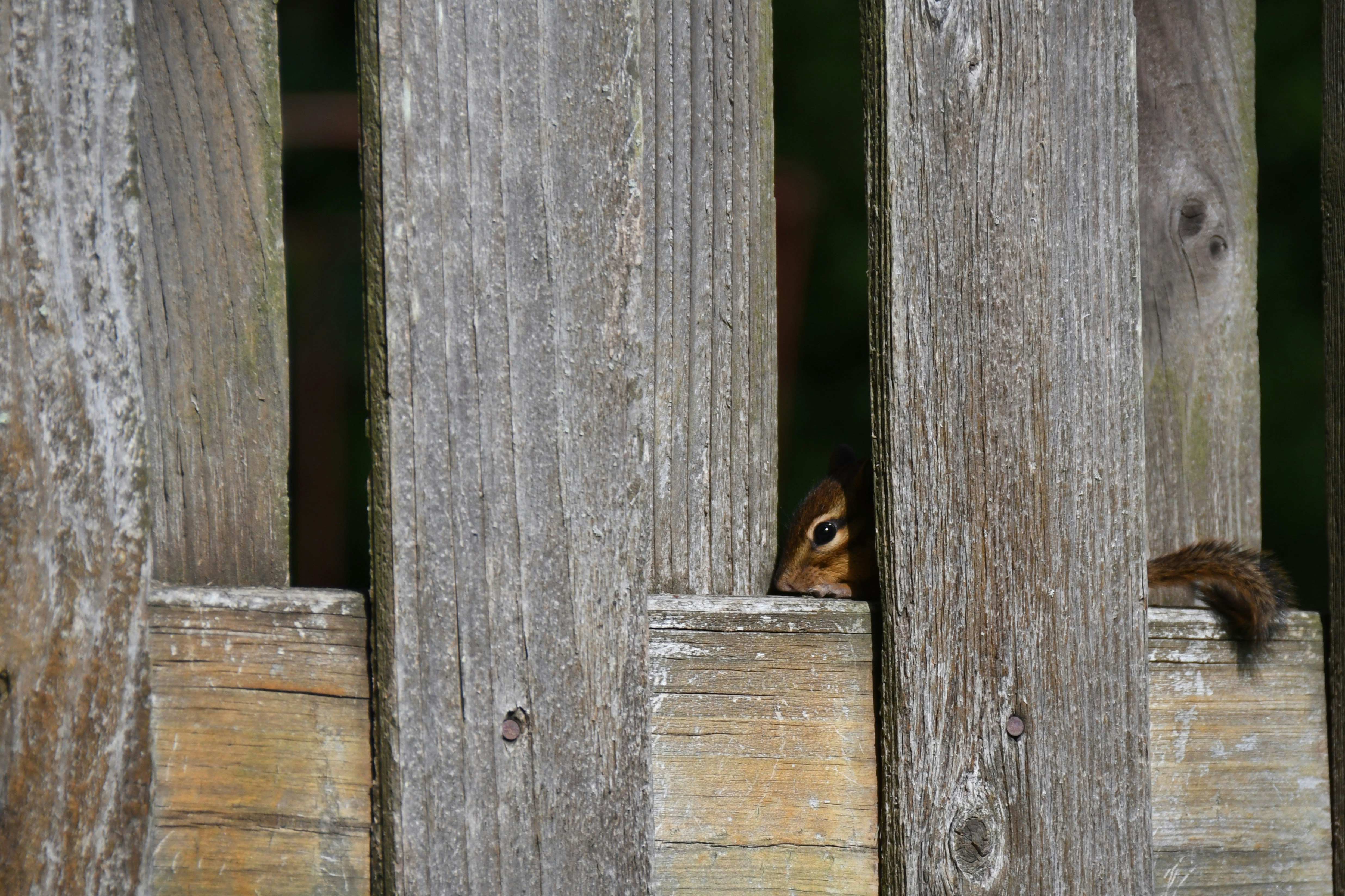 Peeking Eye Between Weathered Boards