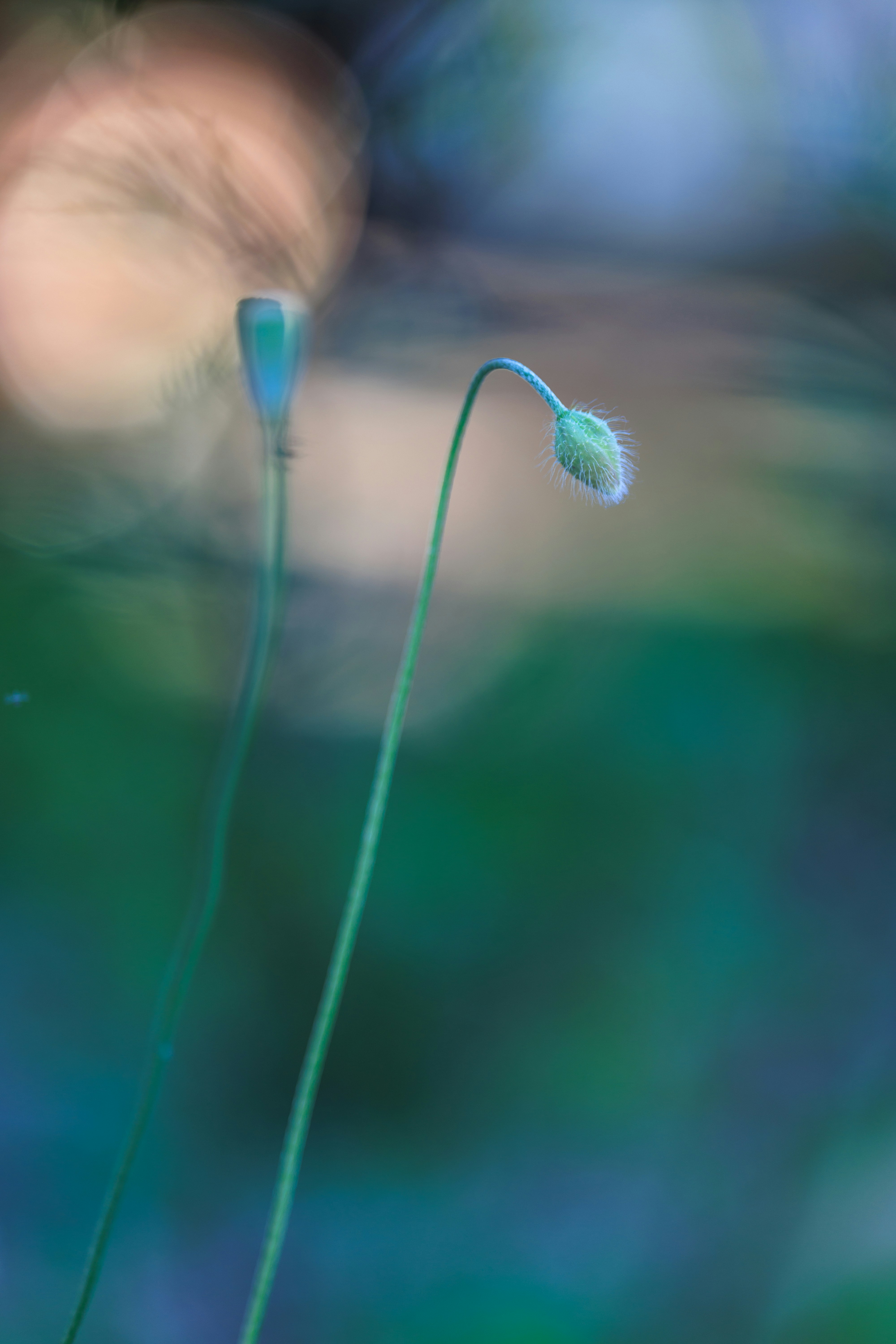 Curled Bud on a Delicate Stem: A Quiet Macro Moment