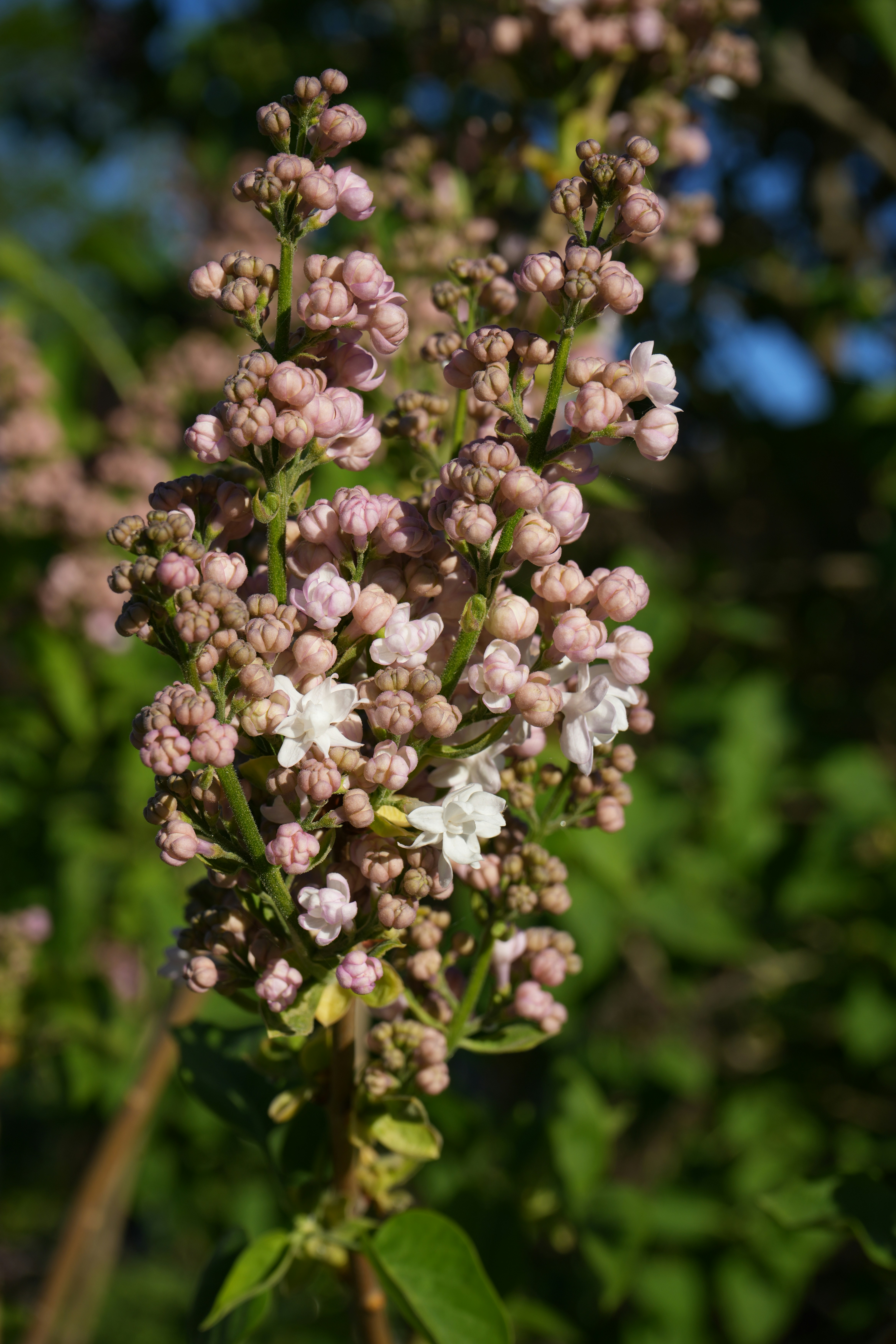 Pastel Cascade: Soft Pink Buds and White Blooms on a Lilac Spike