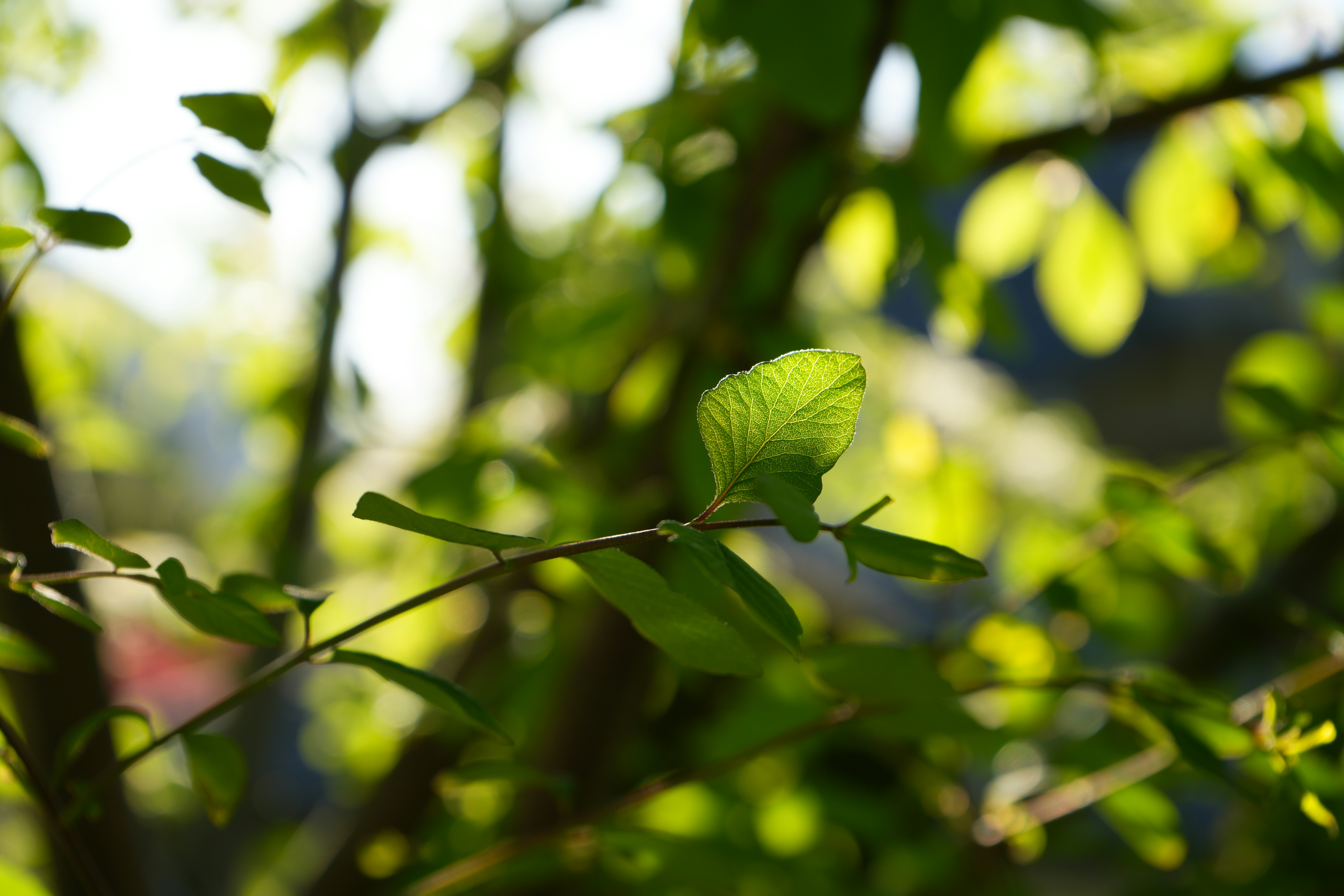 Sunlit Leaf in a Quiet Green Hour