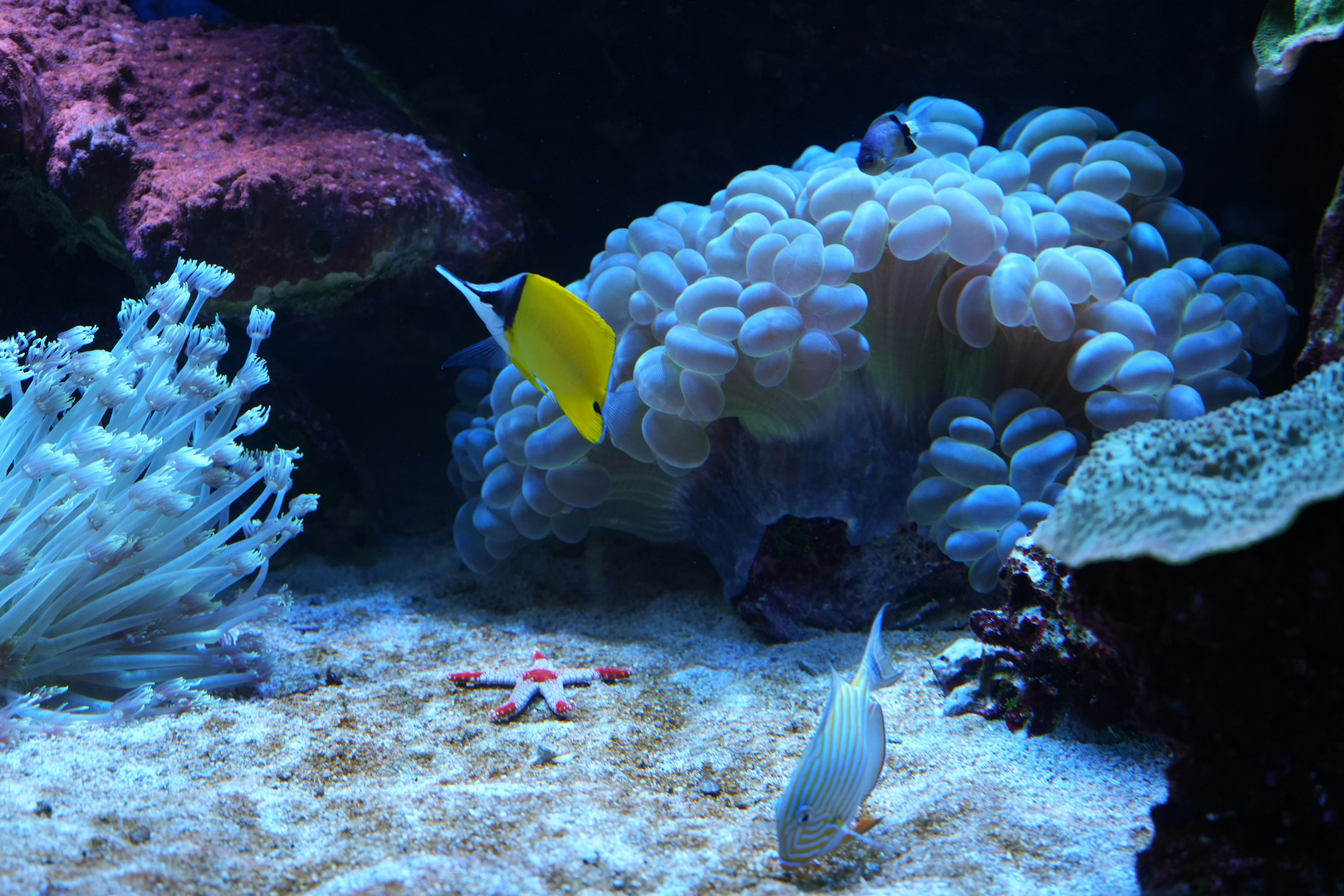 Yellow Moorish-Tail Butterfly Pointing Through Soft Corals