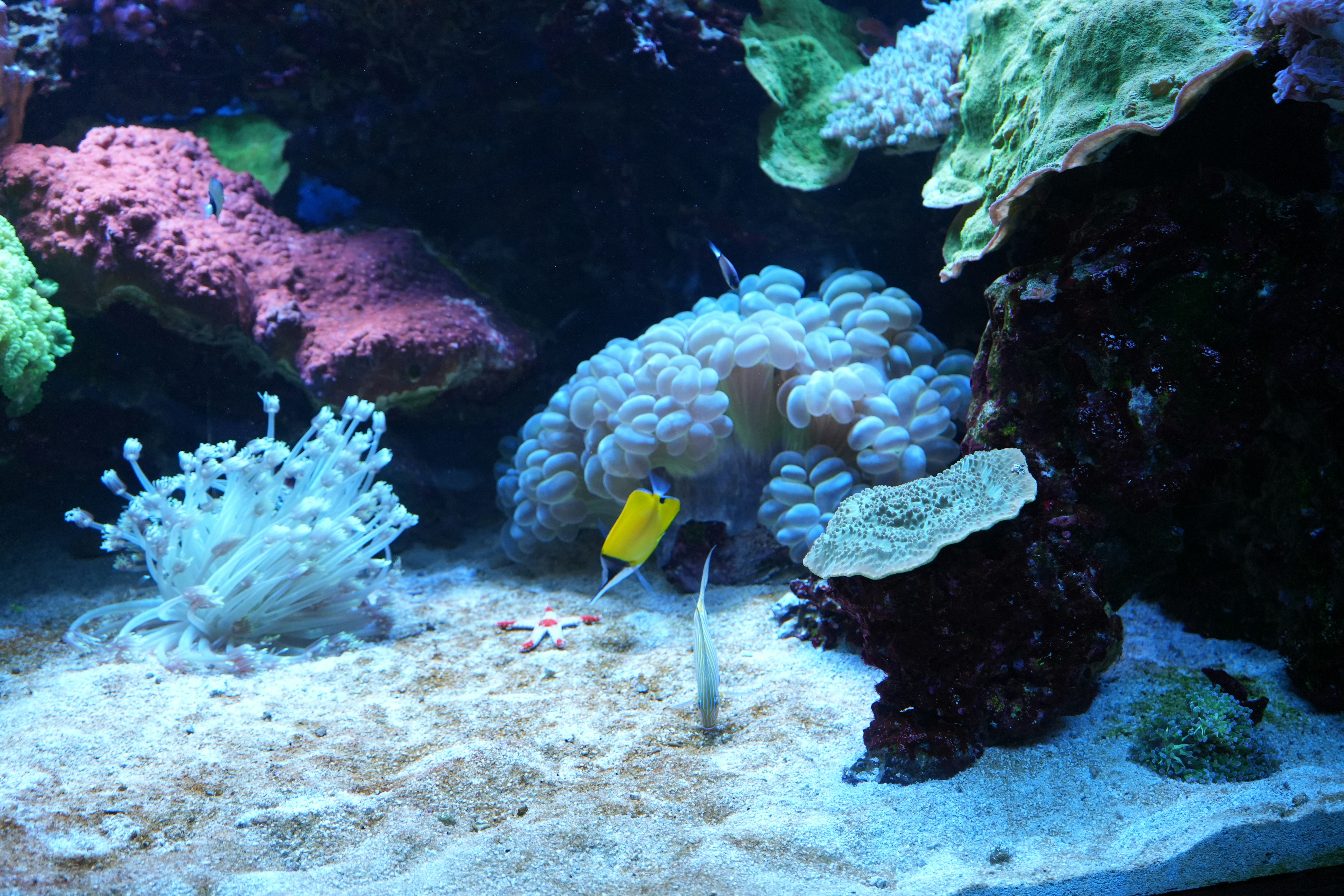 Yellow-Finned Tang and Coral Backdrop: A Quiet Reef Moment