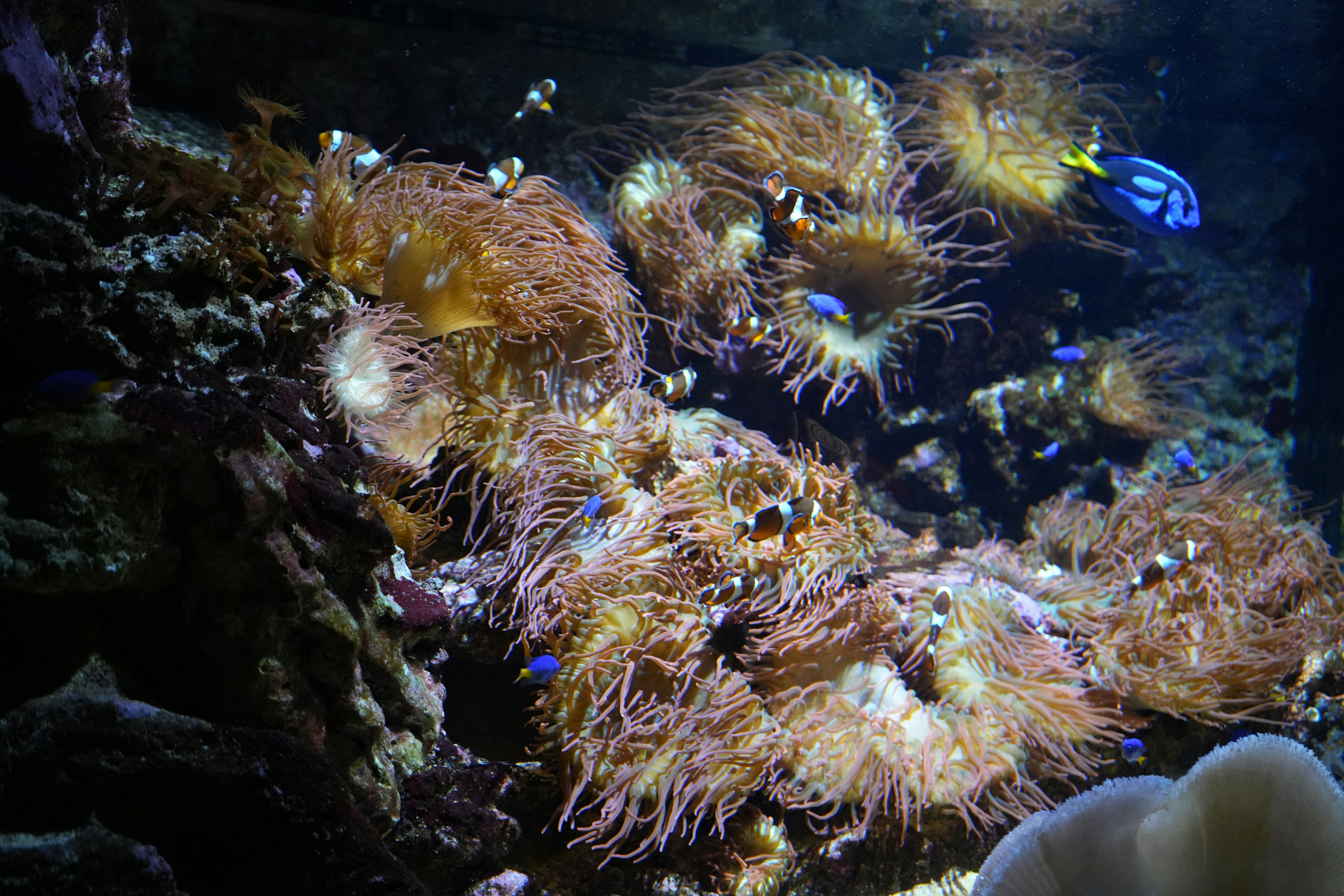 Undersea Meadow: A Burst of Anemone Colors and Blue Damsels
