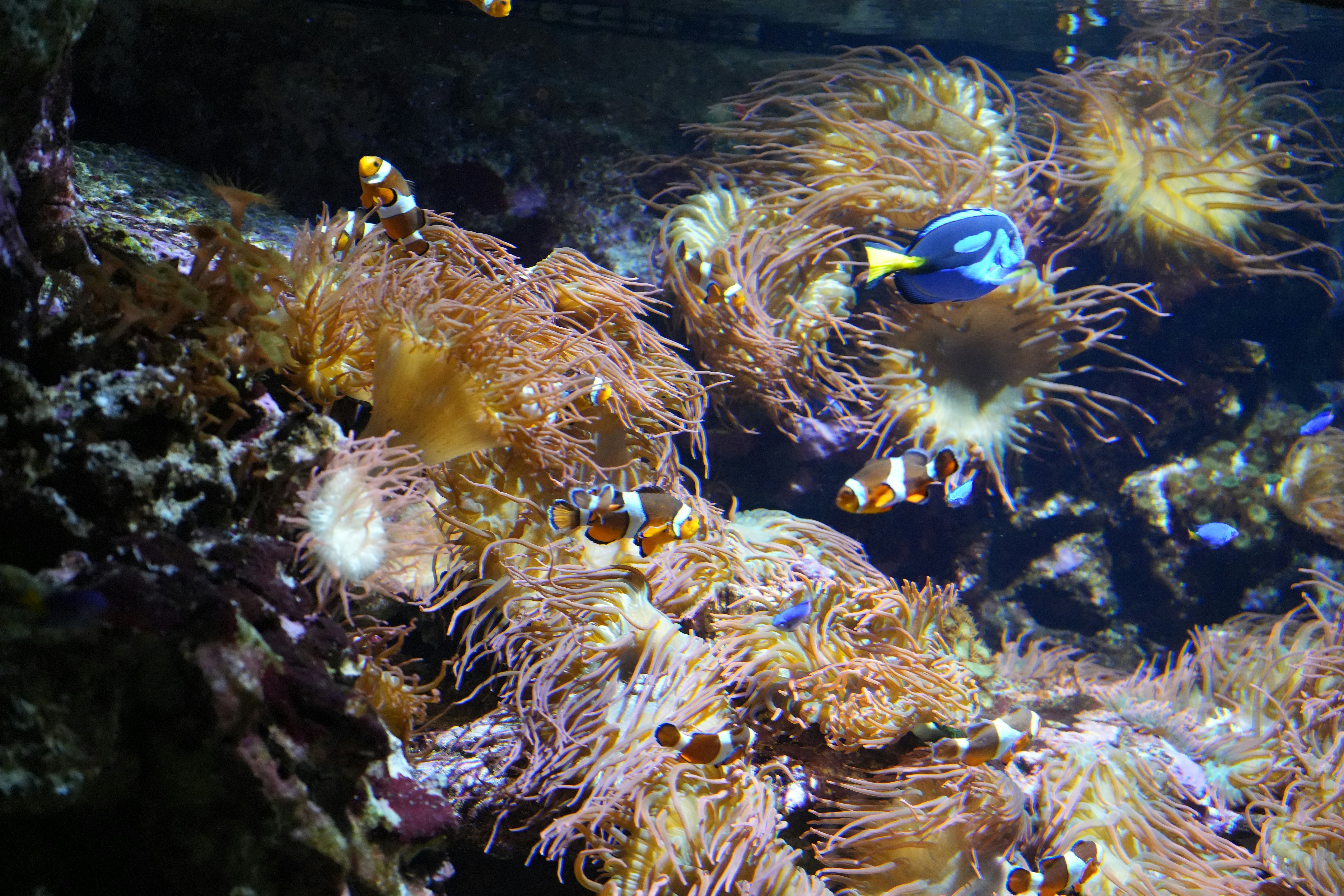 Coral Bloom: Clownfish School Amid Yellow Feather Star Reefs
