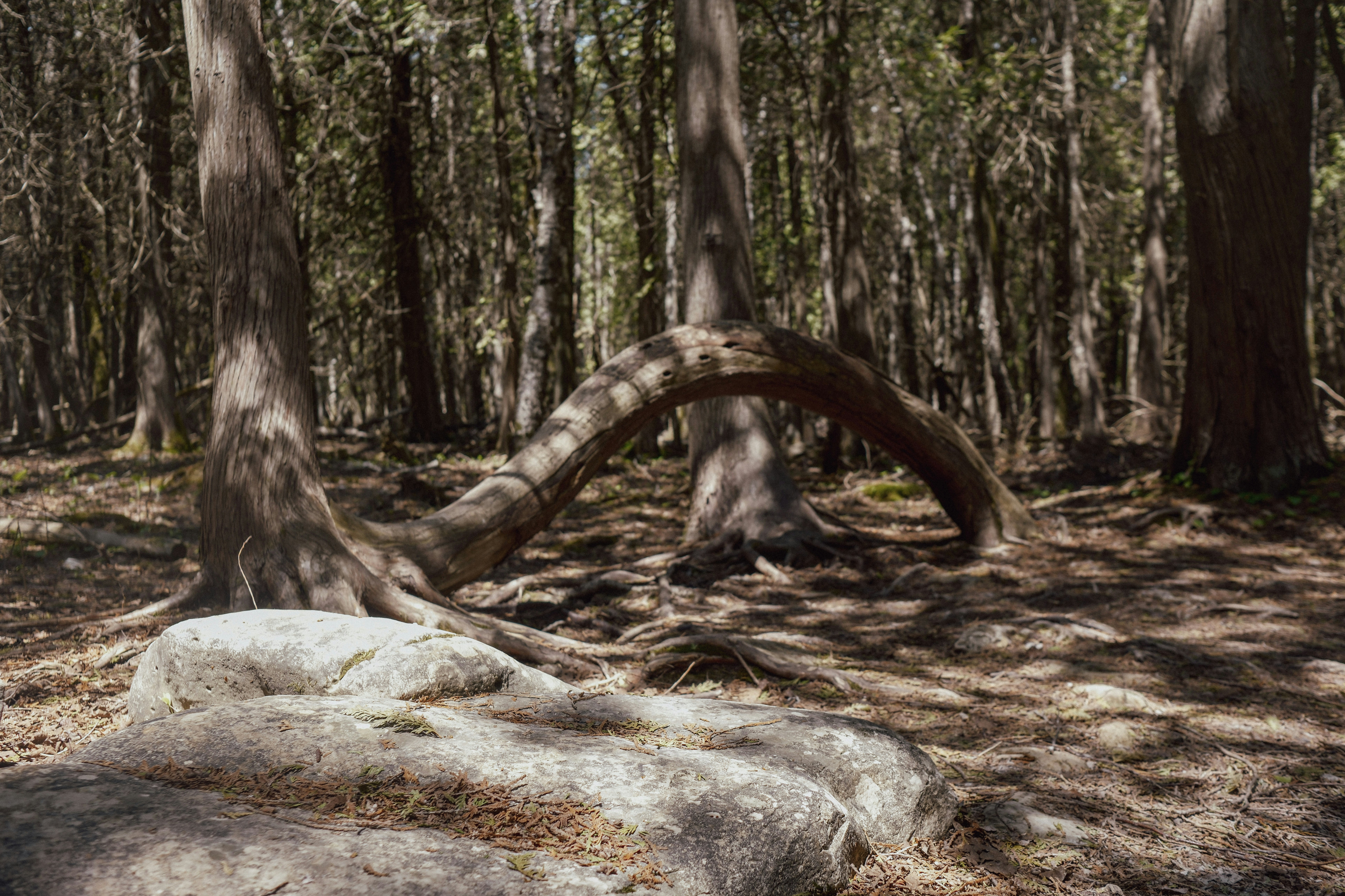 Curved Roots of a Silent Forest