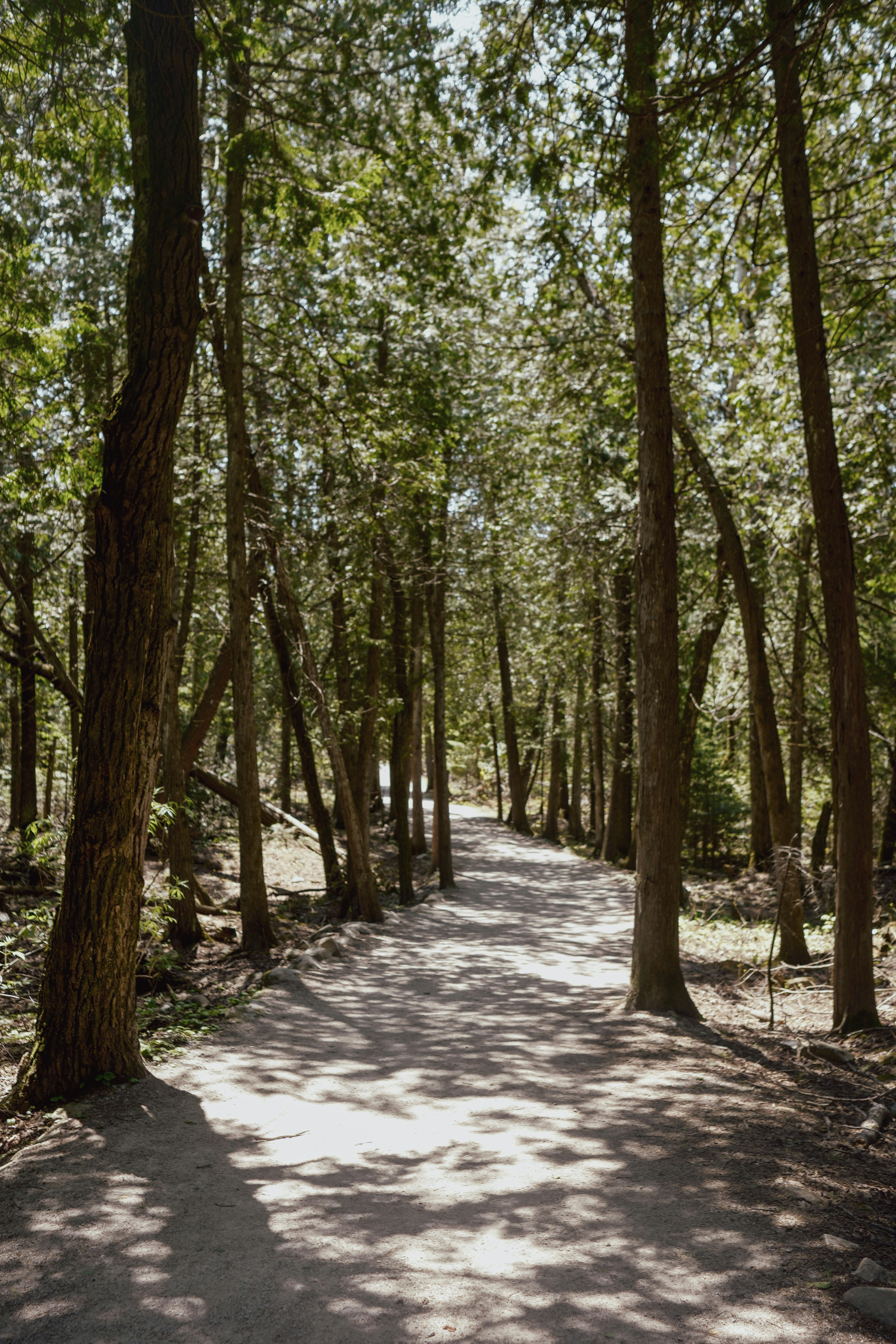 A dirt hiking trail curves gracefully into a sun-dappled cedar forest, guided by high stone ridges. Playful shadows and warm patches of light dance across the path, inviting viewers into an active outdoor escape. The image preserves an unpolished look, showing off rich tonal transitions from dark bark to bright leaves. This scenic path provides a strong visual for athletic shoe brands, outdoor recreation maps, or adventure travel promotions.