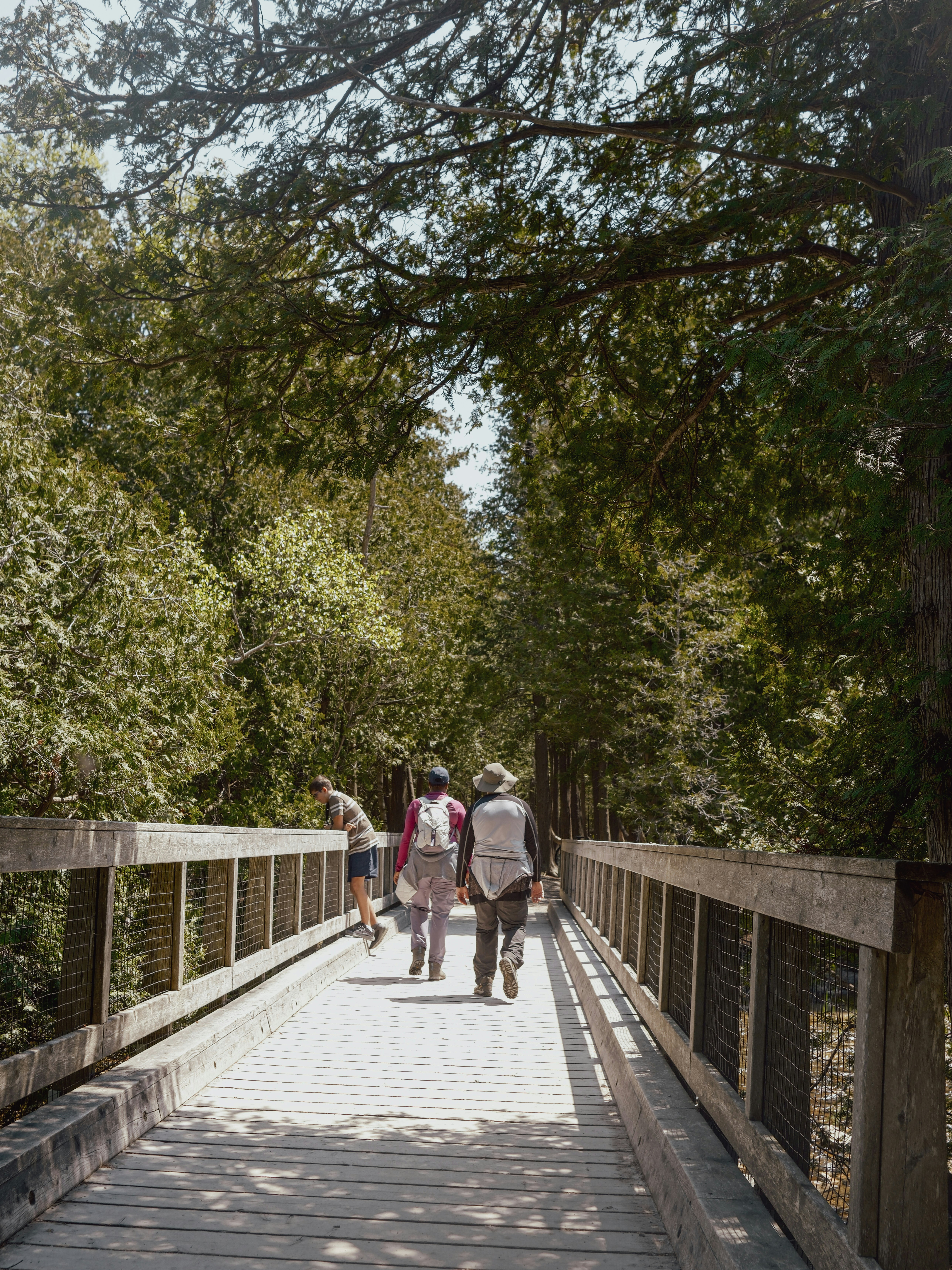 Bridge Walkers: A Quiet Trek Through Dappled Light