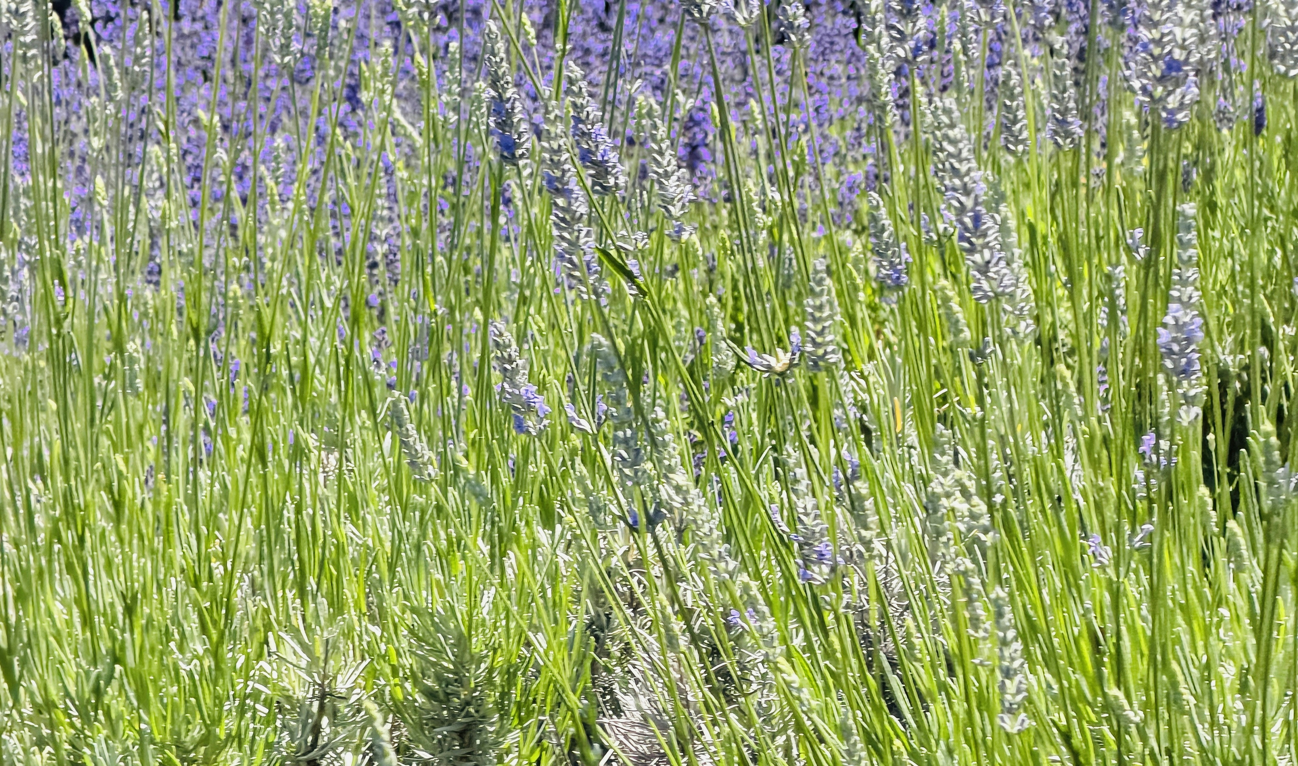 Lavender Field in Sunlit Lines