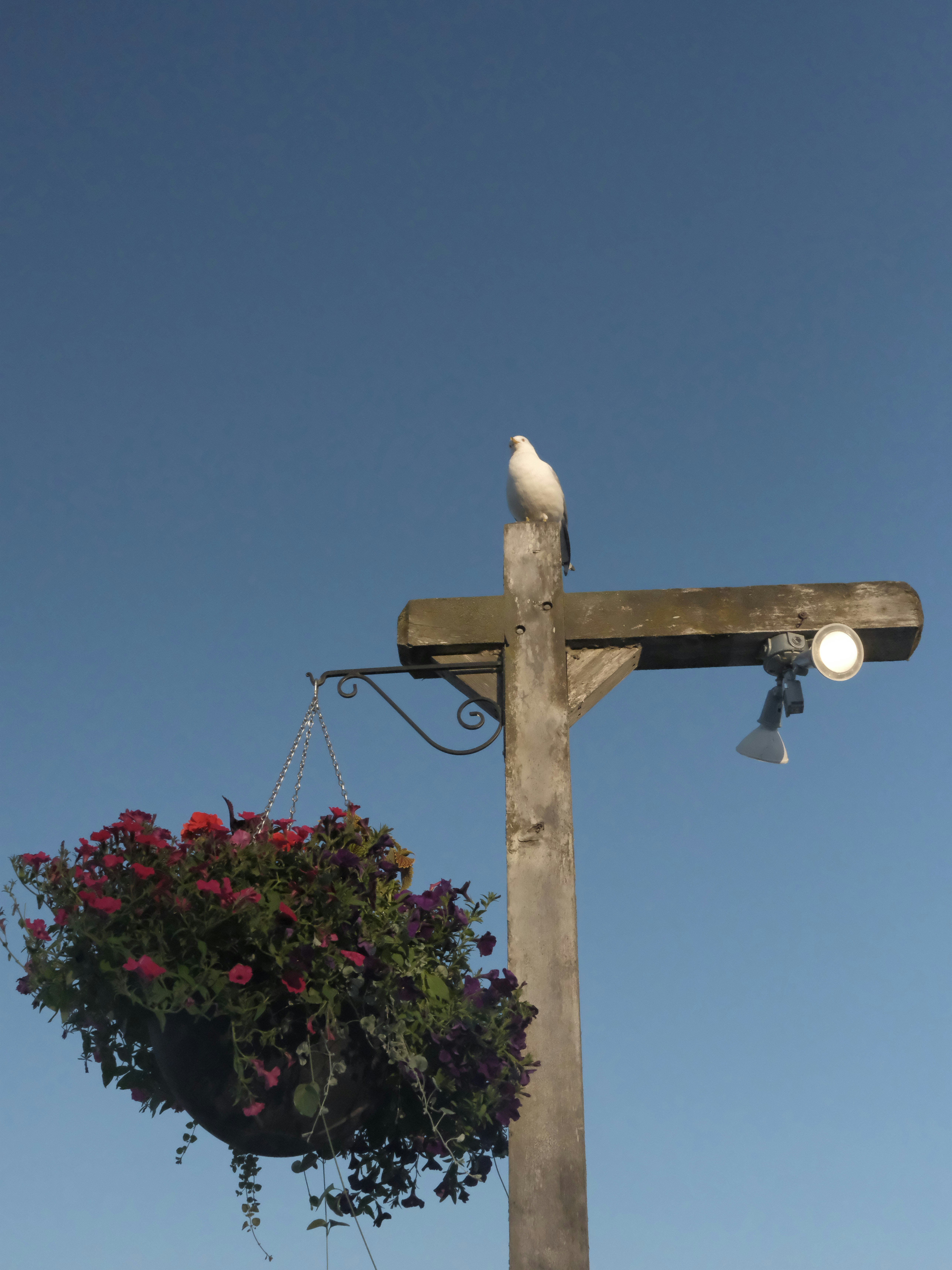 Seabird Sentinel: Quiet Gull Perched Above a Flowering Crossbeam