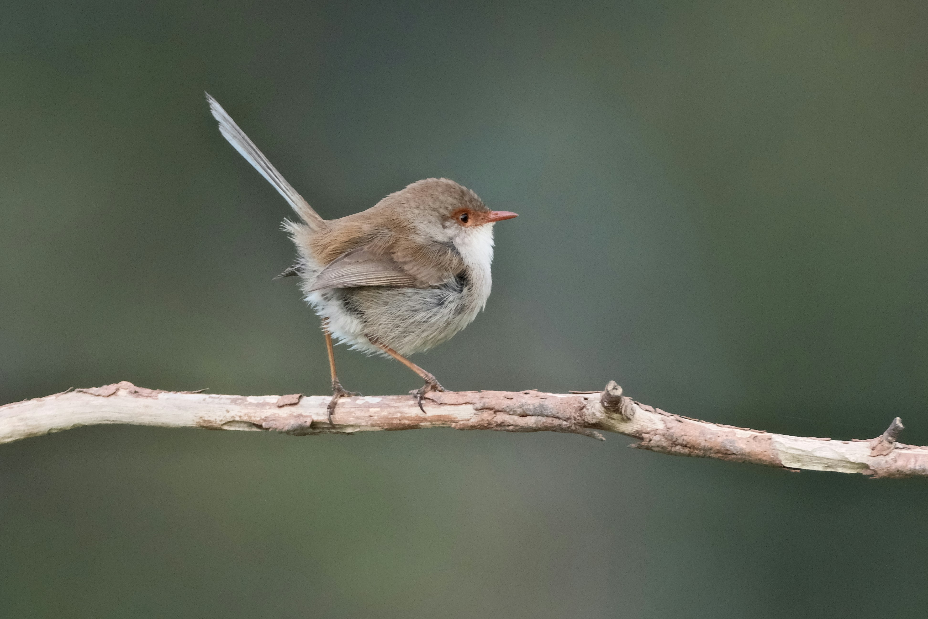 Tiny Songbird Perched on a Weathered Twig