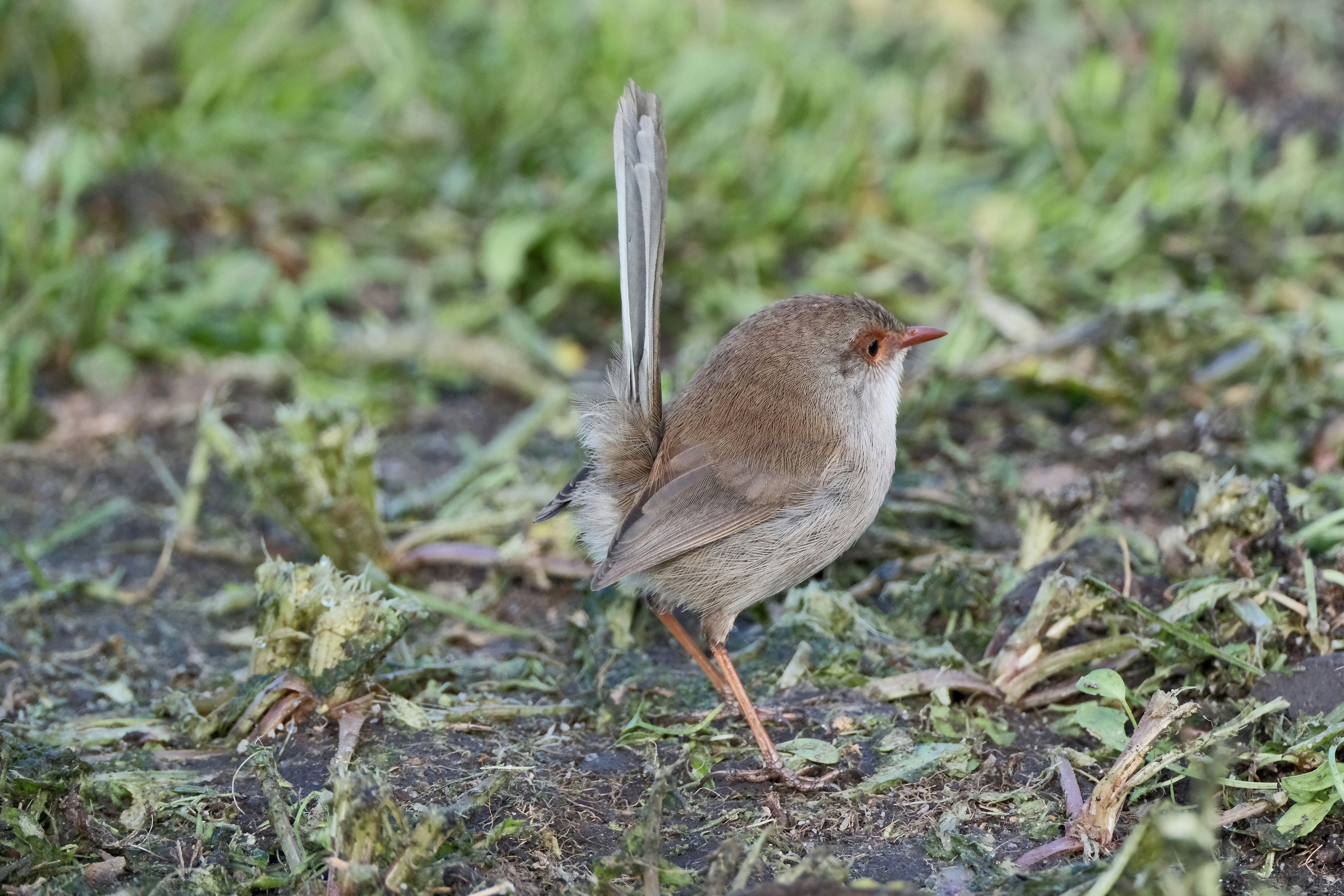 Burrowing Ground Finch at Forest Edge