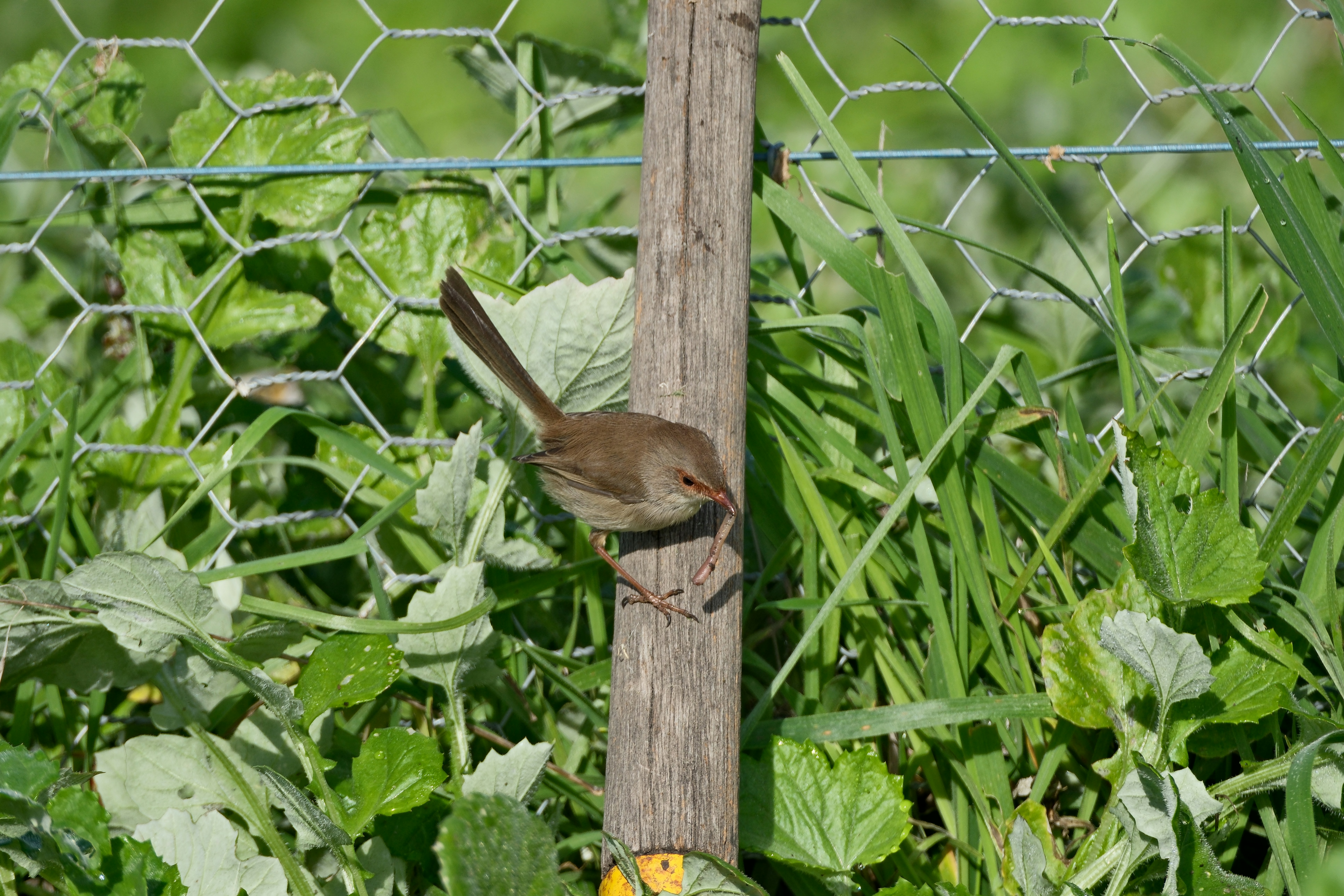 Verdant Perch: small brown songbird on a wooden stake amid a chicken-wire fence