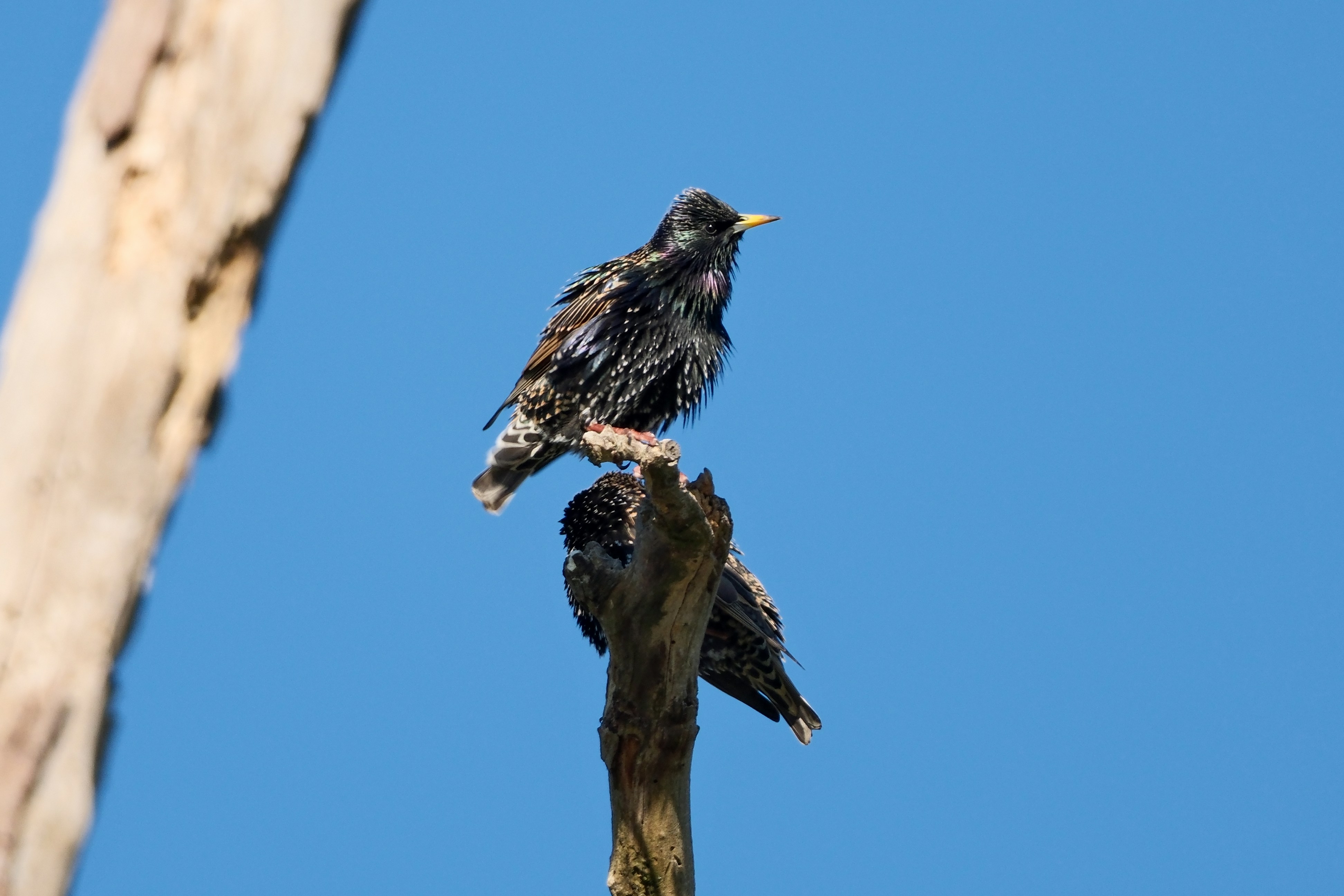 Two Starlings Standing Sentinel on a Sunlit Branch