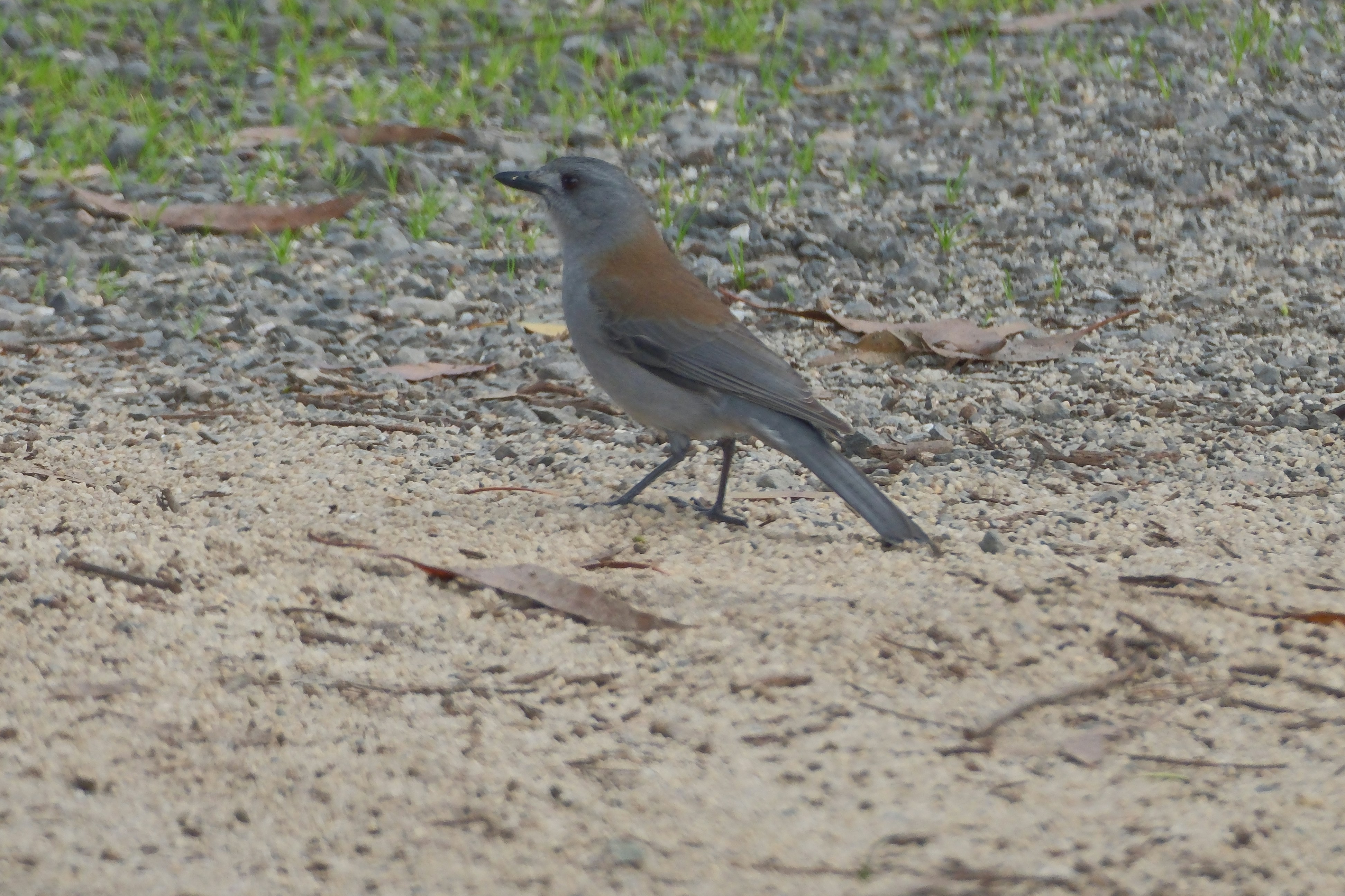 Low-angle Portrait of a Gray Bird on a Sandy Terrain