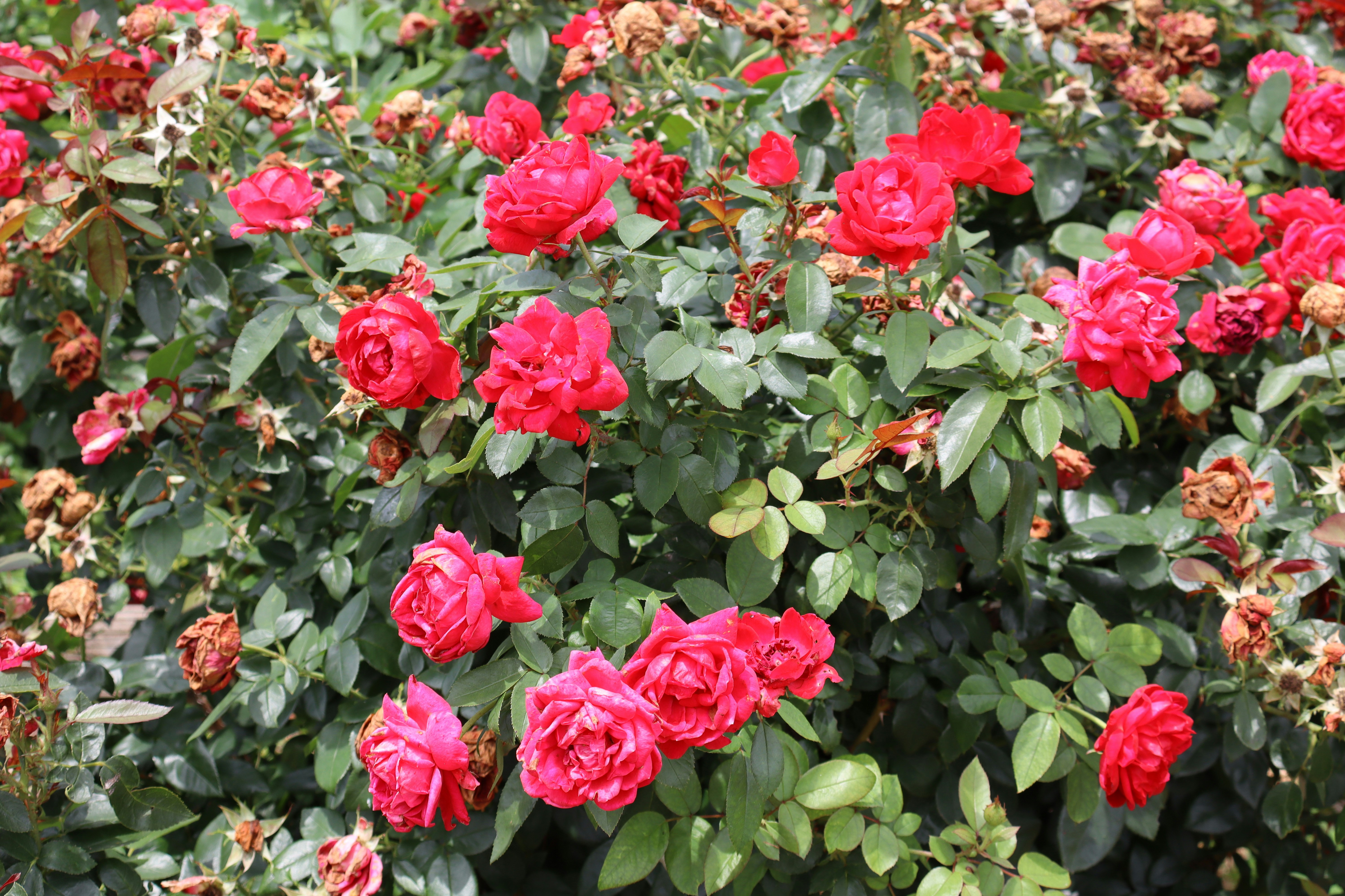 Vibrant red roses and dark-green foliage form a dense floral mass, showcasing rich color and layered petals.