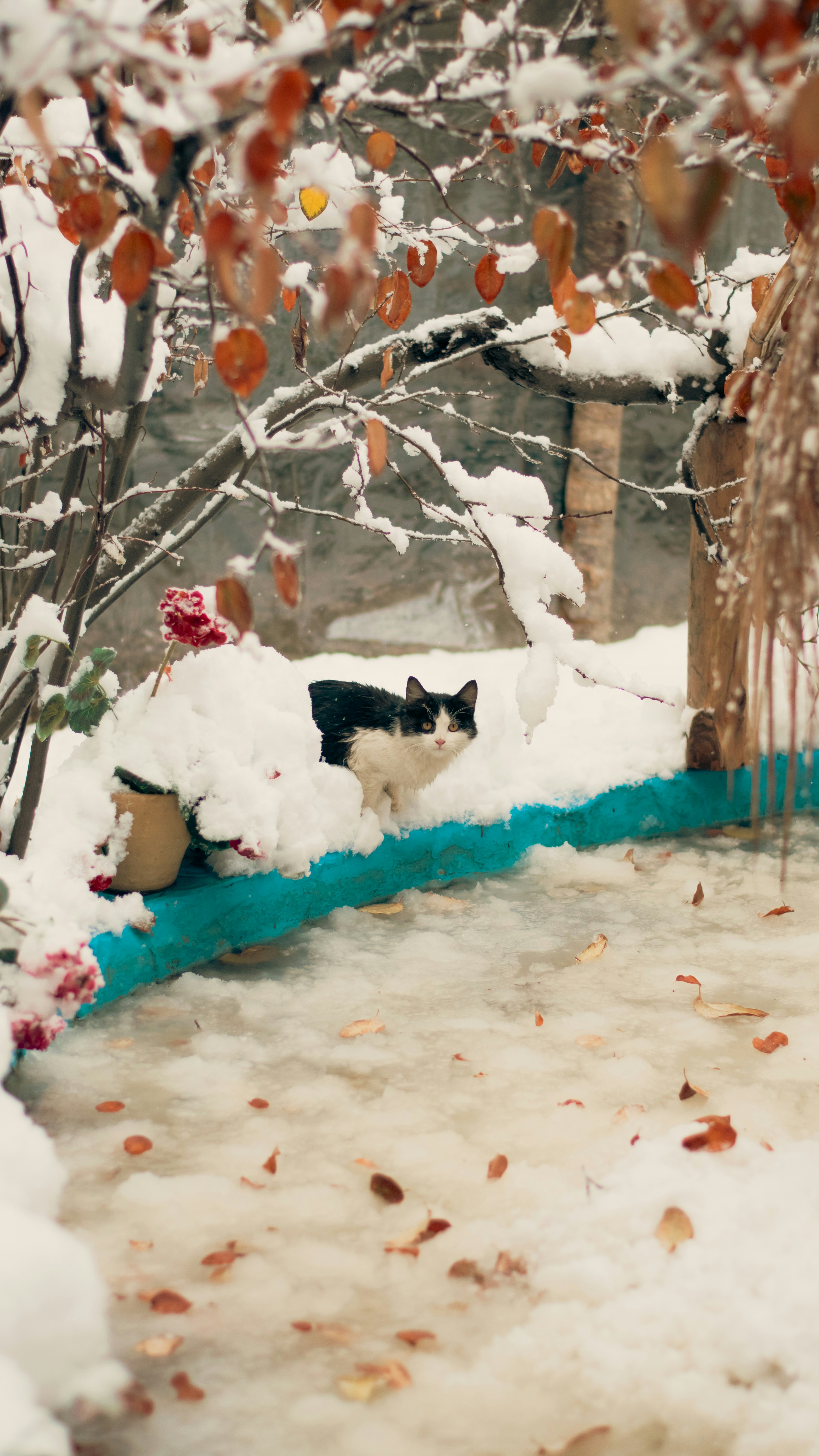 Snowbound Kitty at the Edge of a Frosted Terrace