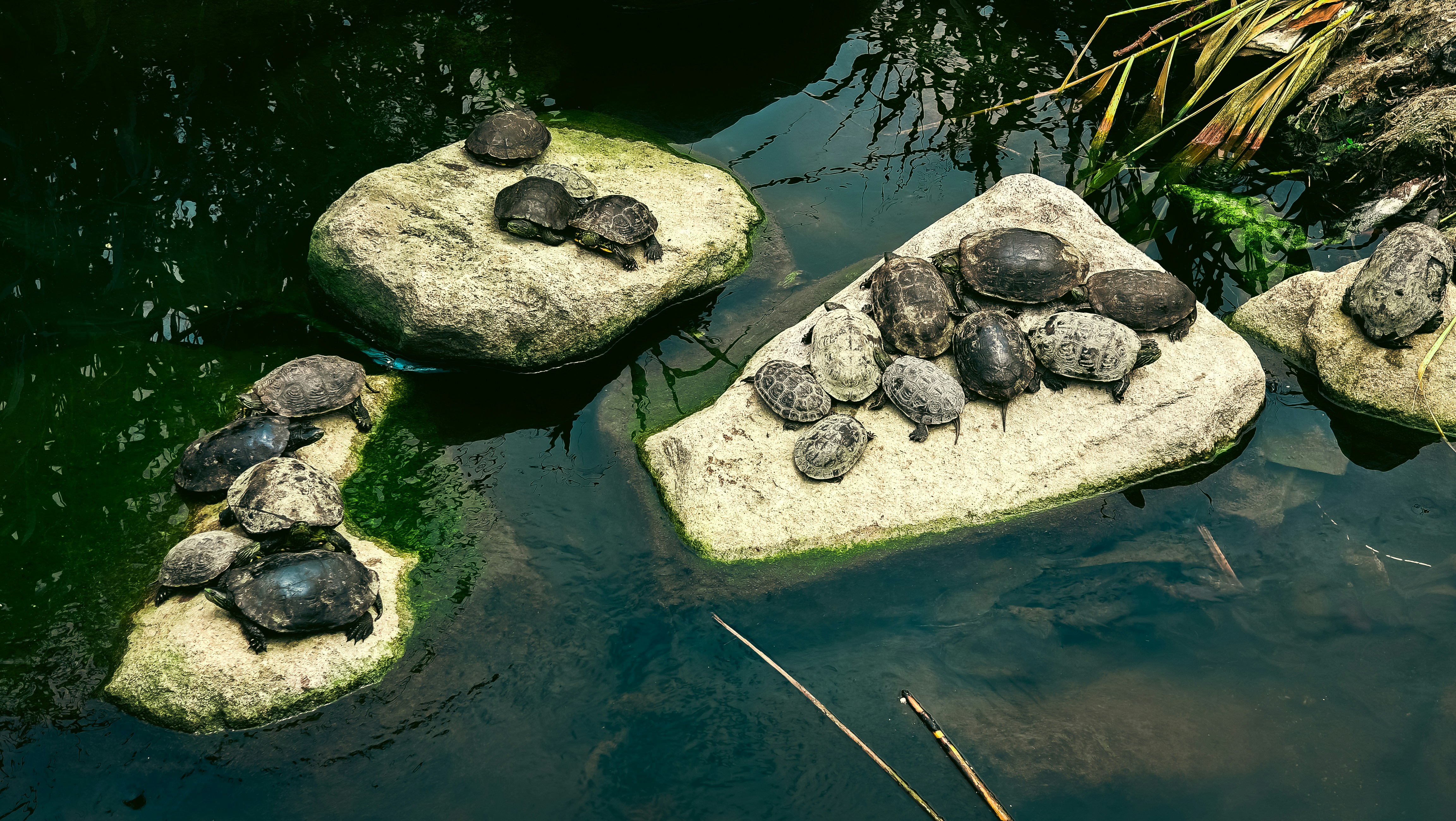 Several small turtles rest on sunlit rocks arranged in a shallow pond, creating a tranquil scene with clear water and surrounding greenery.